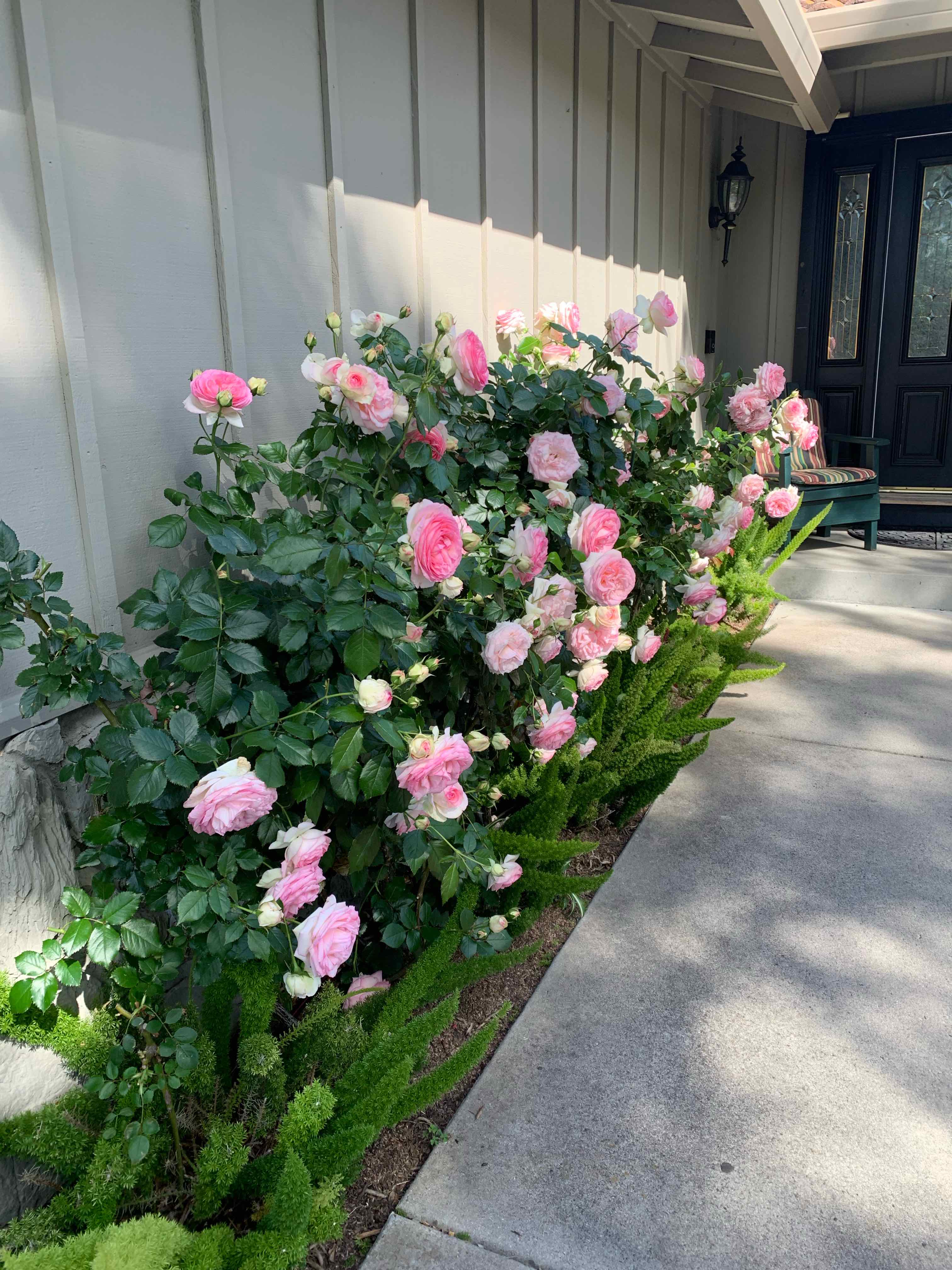 Why Are There Black Spots on My French Rose Leaves?