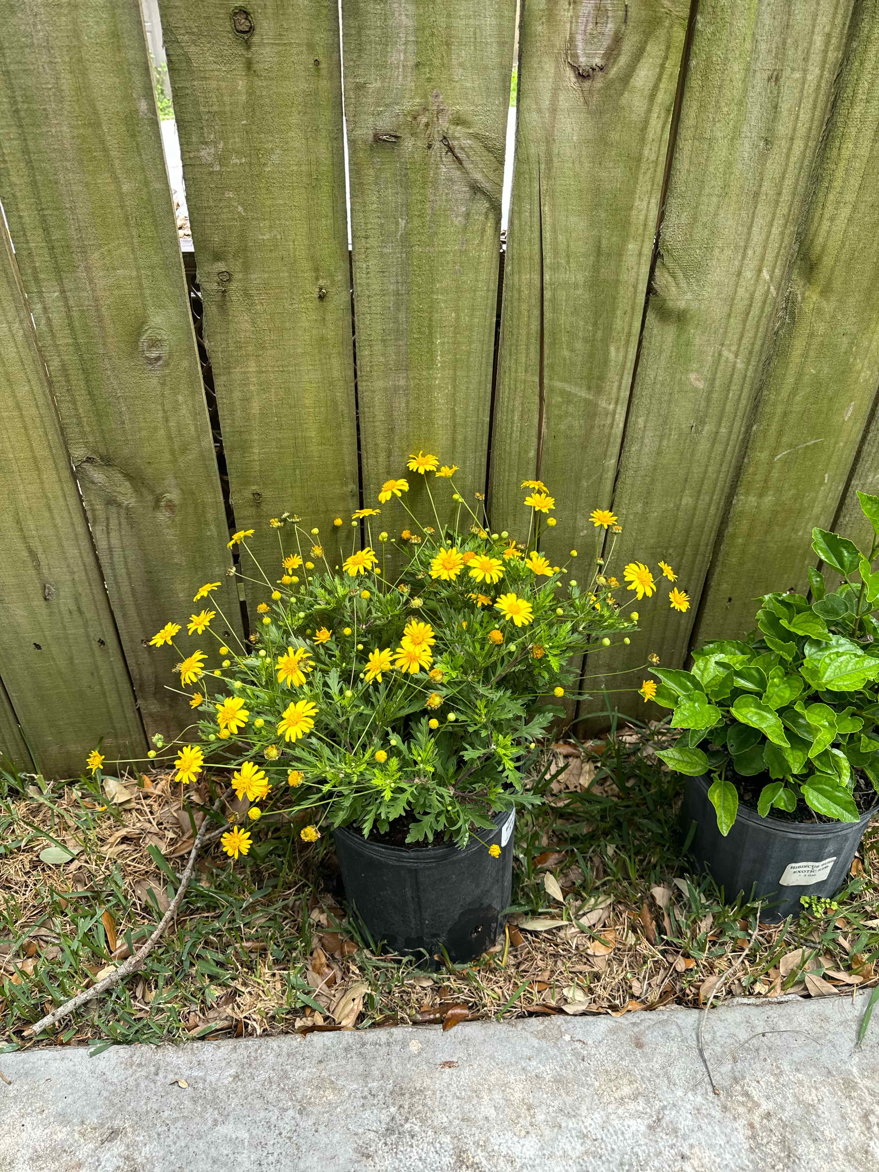 Am I Starving My African Bush Daisy? Fertilizing 101