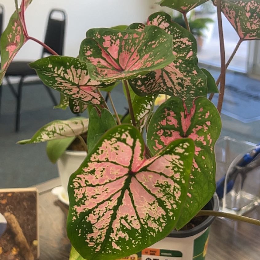 Leaf Erickson | A plant by @FoxyHomalosorus on Greg