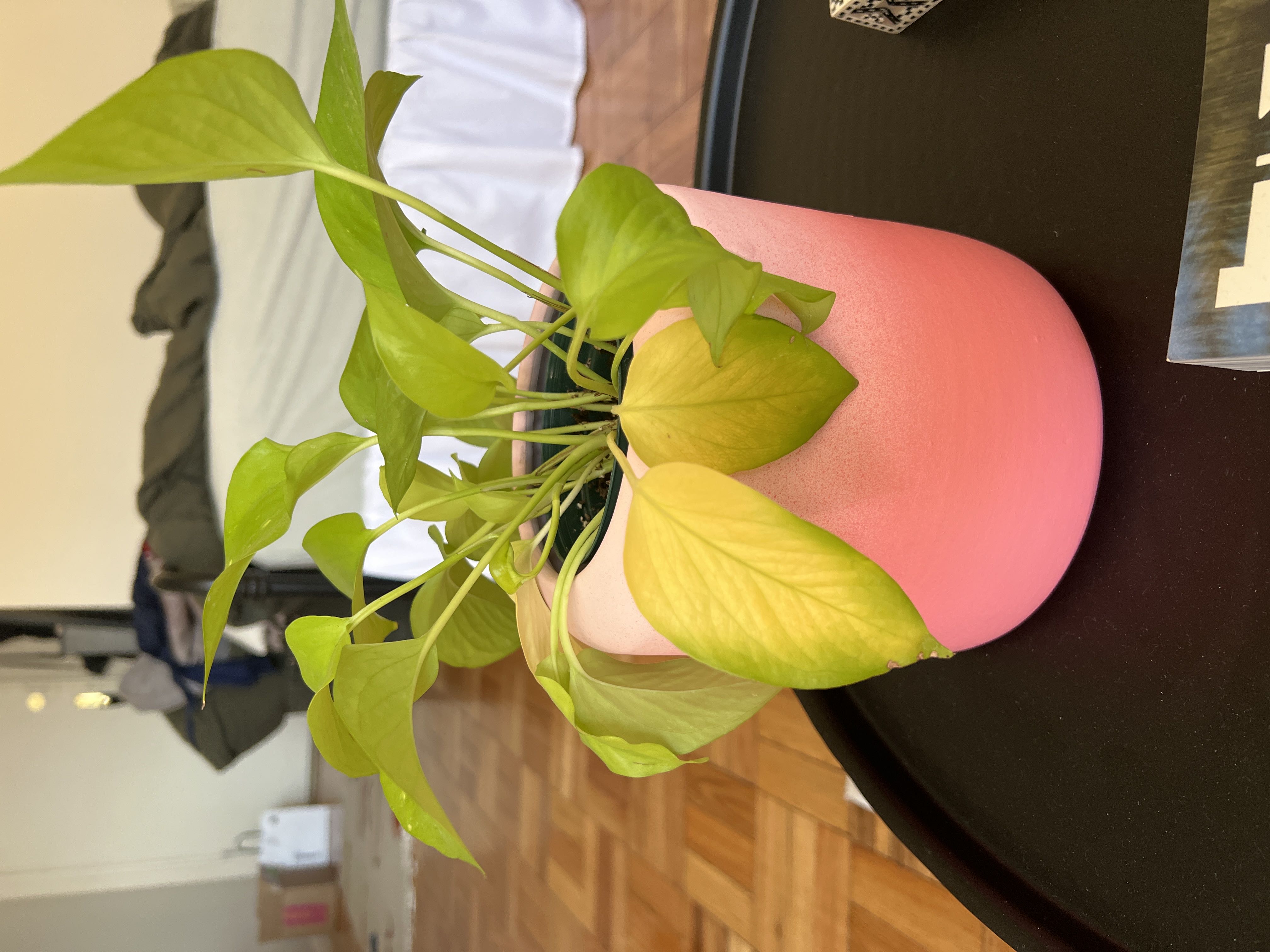 Pothos fractiflexus Plant Care: Water, Light, Nutrients | Greg App 🌱