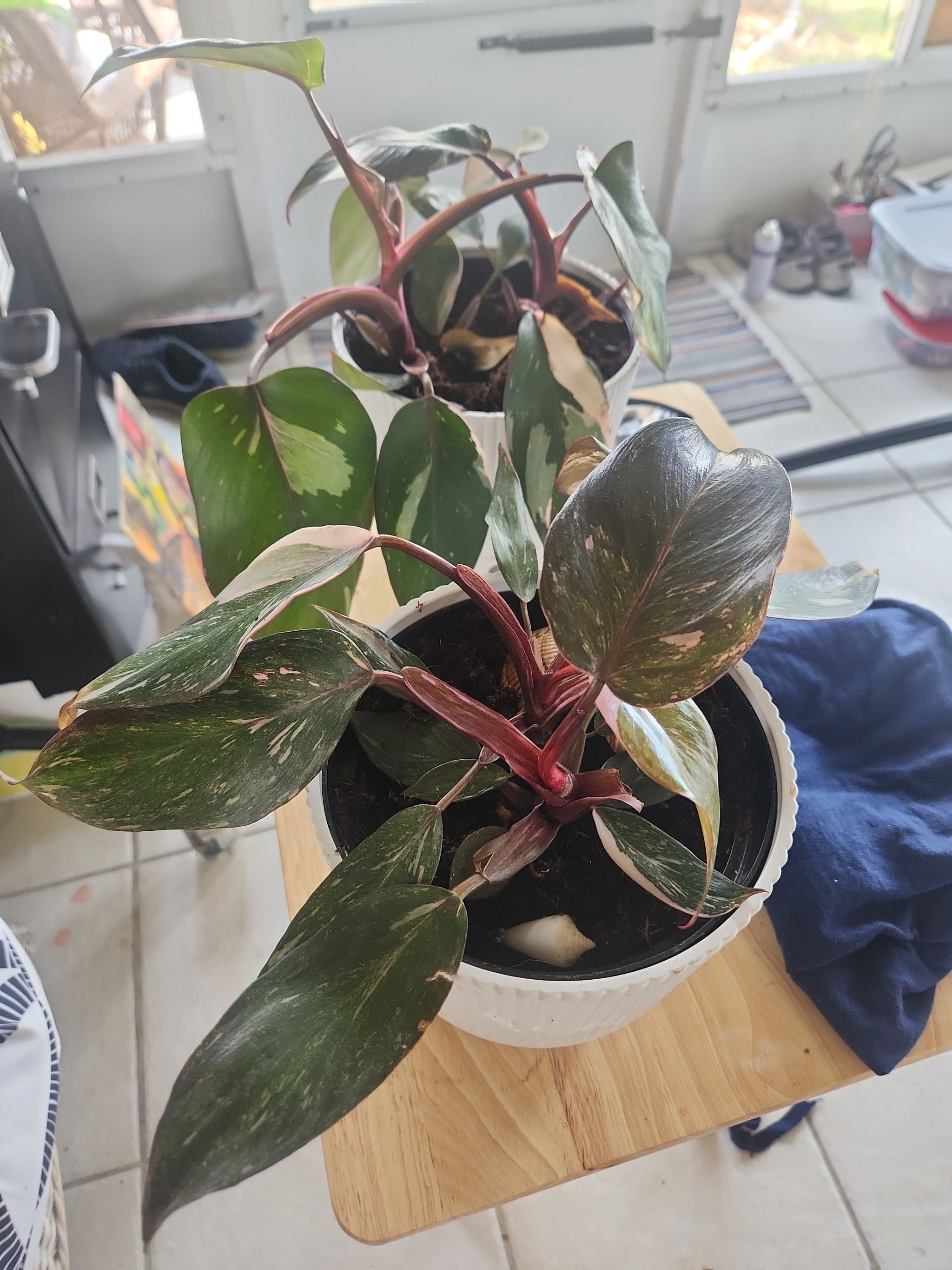 Propagating Pink Princess Philodendron: Step-by-step Guide