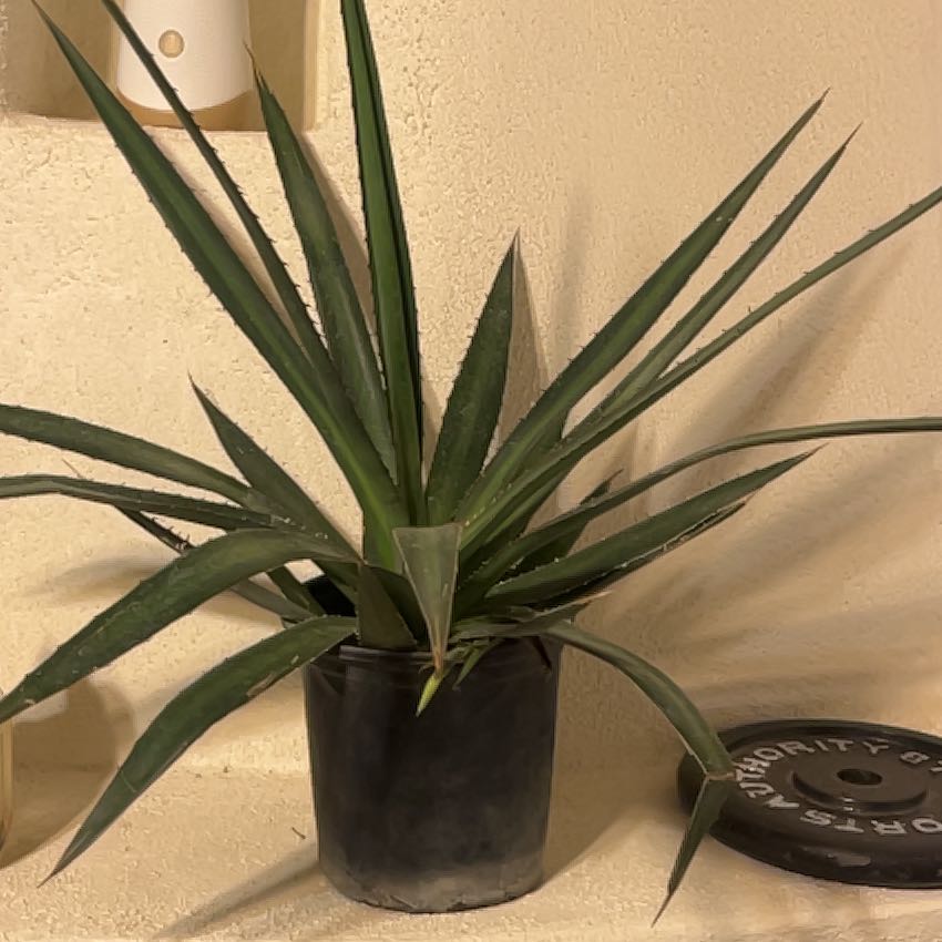 🌵 What Do Fynbos aloe Flowers Mean?