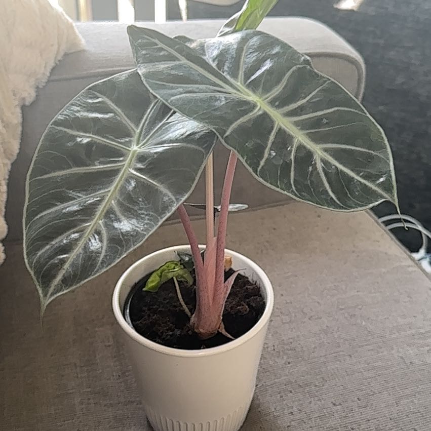 The Complete Pink Dragon Plant Care Guide: Water, Light & Beyond