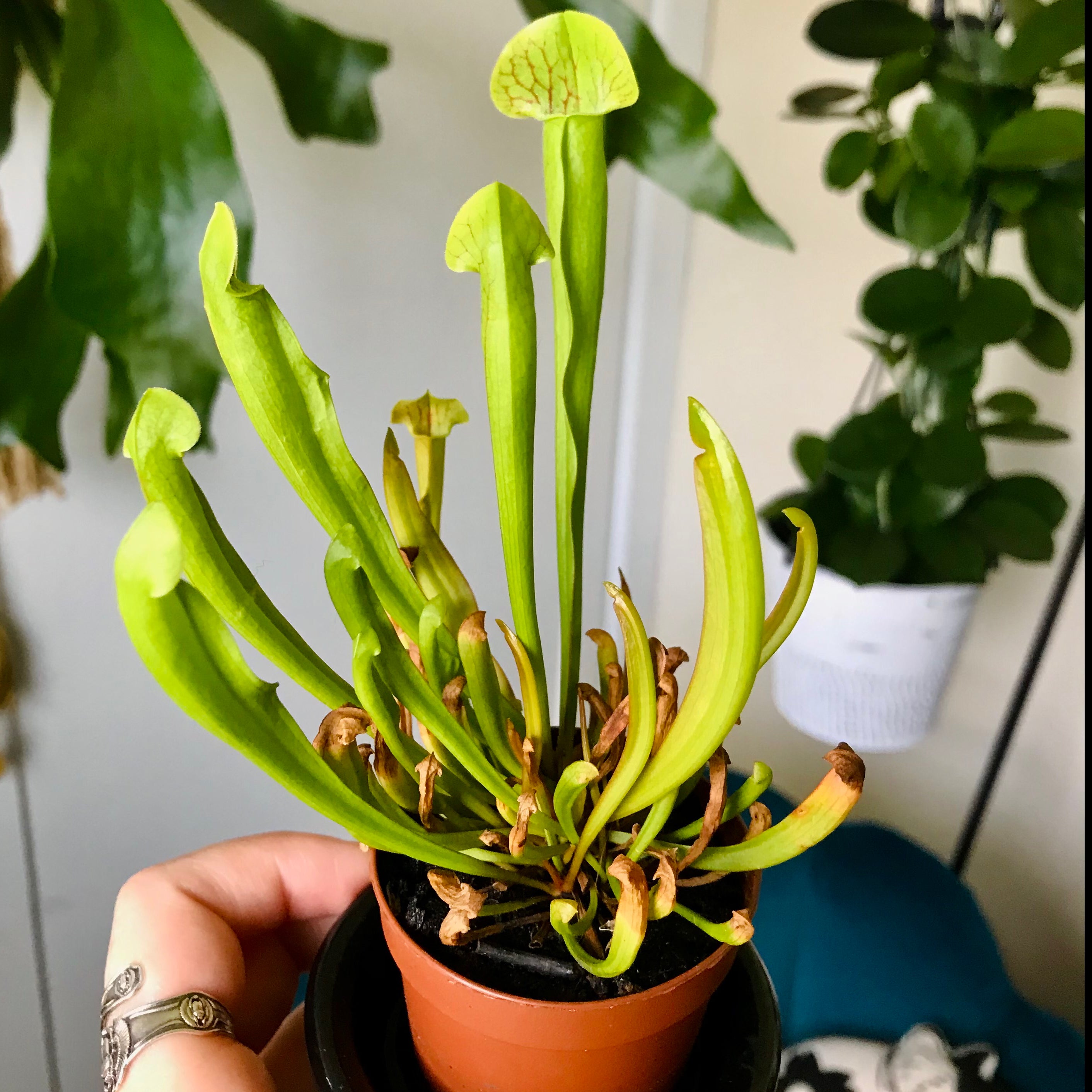 Best Soil for Purple Pitcher Plant 🪰