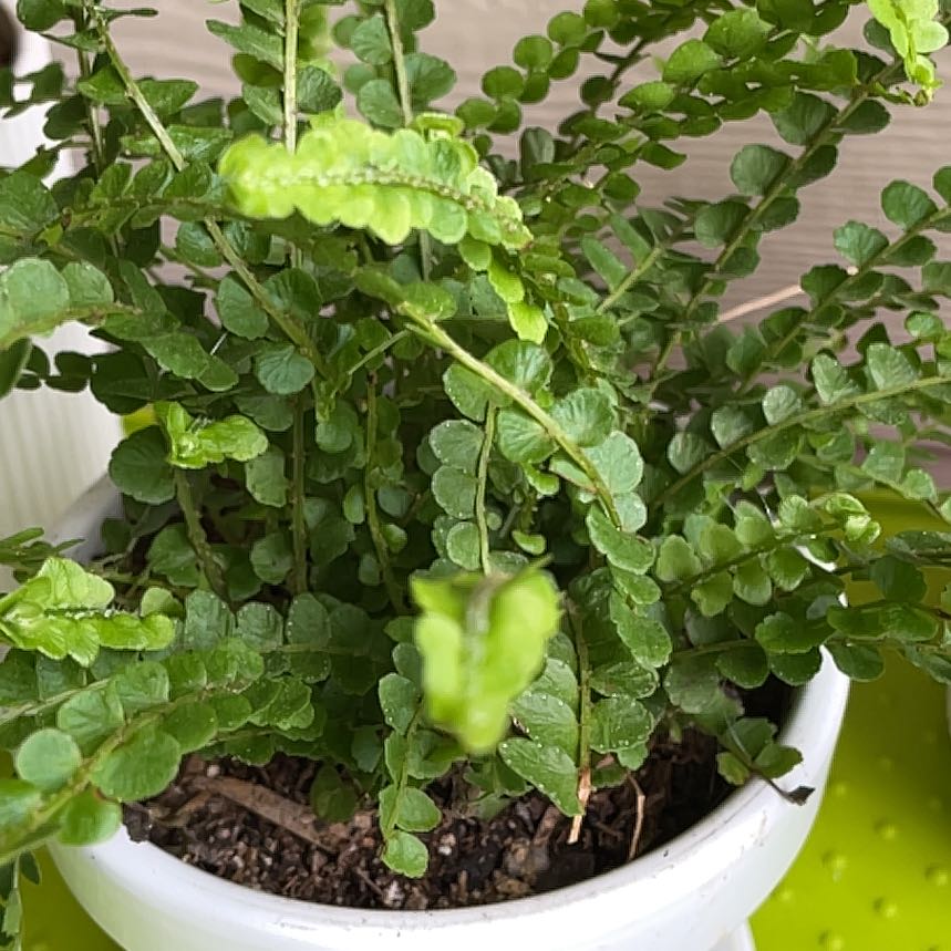 Emerson | A plant by @TopGoldenseal on Greg
