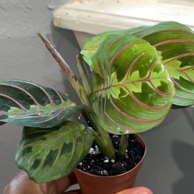 Tree Diddy | A plant by @WhizCatasetum on Greg