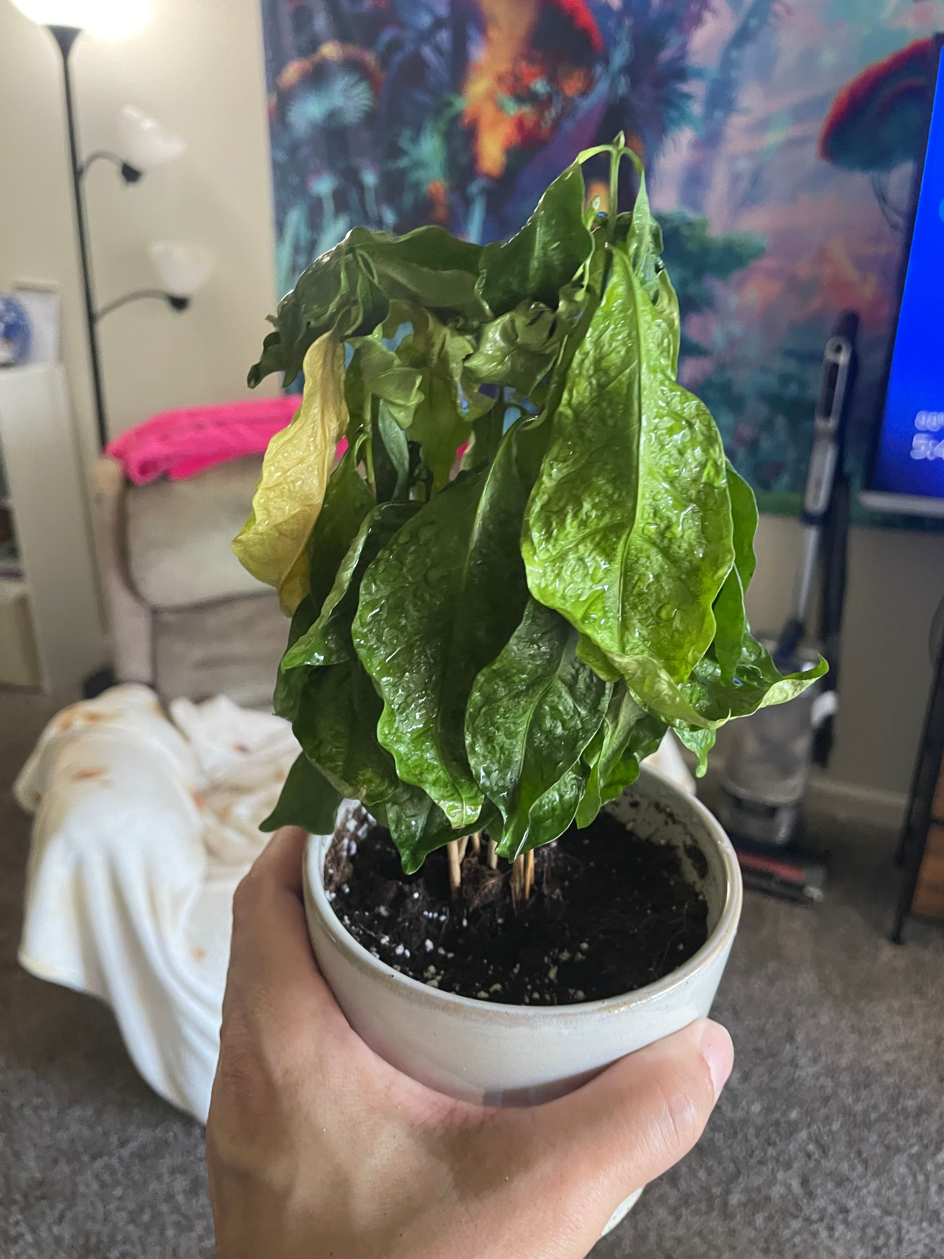 My poor little plant I don’t know what’s wrong. I jst gav...