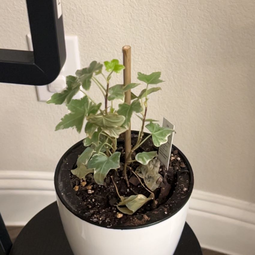 The Complete Gold Child Ivy Plant Care Guide: Water, Light & Beyond