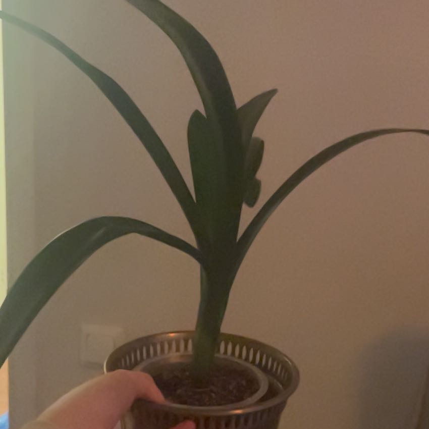 Cleopatra | A plant by @IntenseCorkoak on Greg