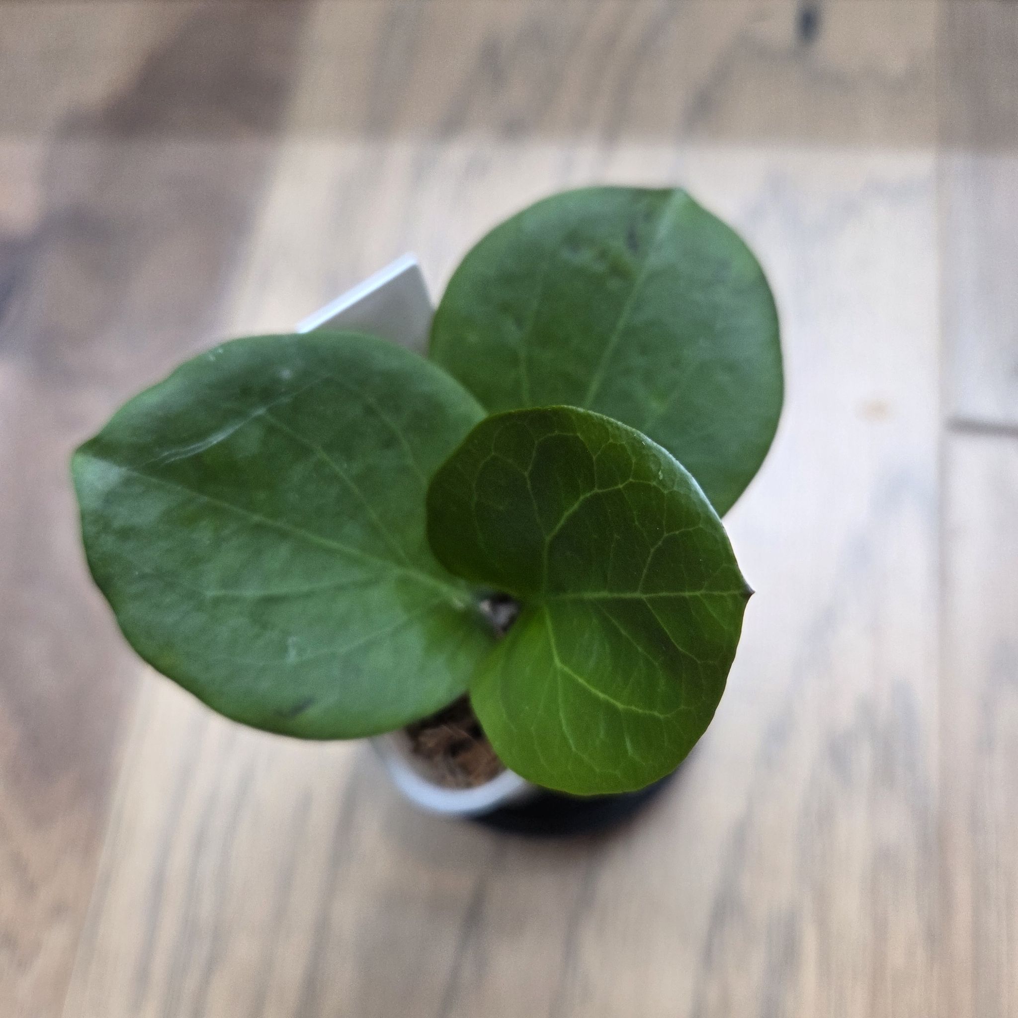 Hoya 'Rhiannon': How Much Water & Light Does it Need to Thrive?