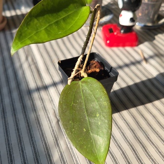 Hoya AH 'Black Magic' Plant Care: Water, Light, Nutrients | Greg App 🌱