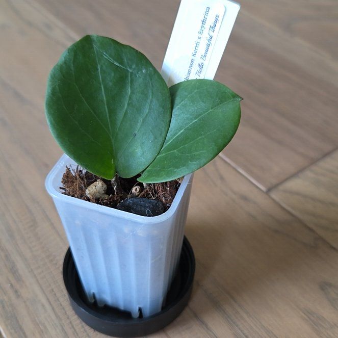 Hoya 'Rhiannon' Care 101: Water, Light & Growing Tips
