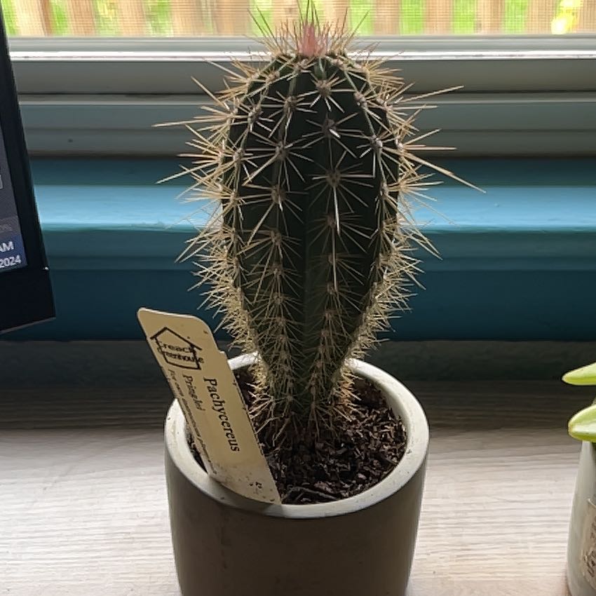 🌞 Is Direct Sunlight Good for My Mexican Giant Cardon?