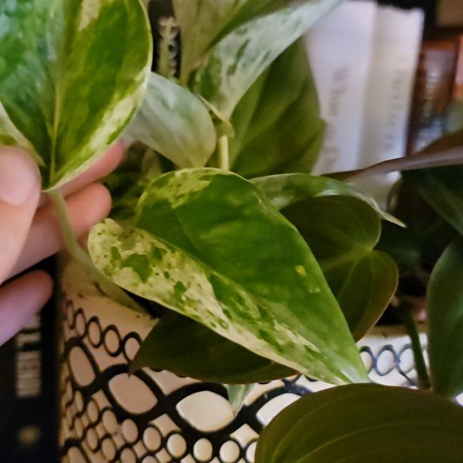 Aramis | A plant by @FitBogrhubarb on Greg