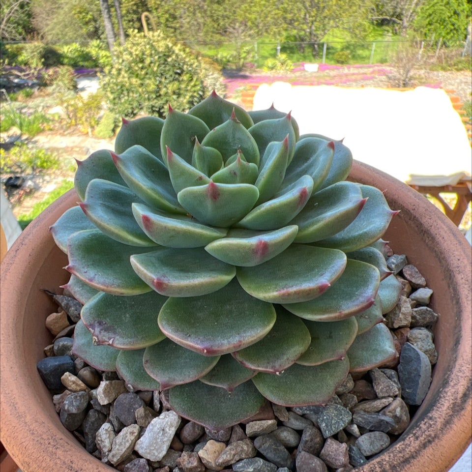 Blue Elf: How Much Water & Light Does it Need to Thrive?