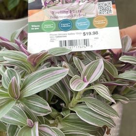 Nemo | A plant by @DeanBeech on Greg