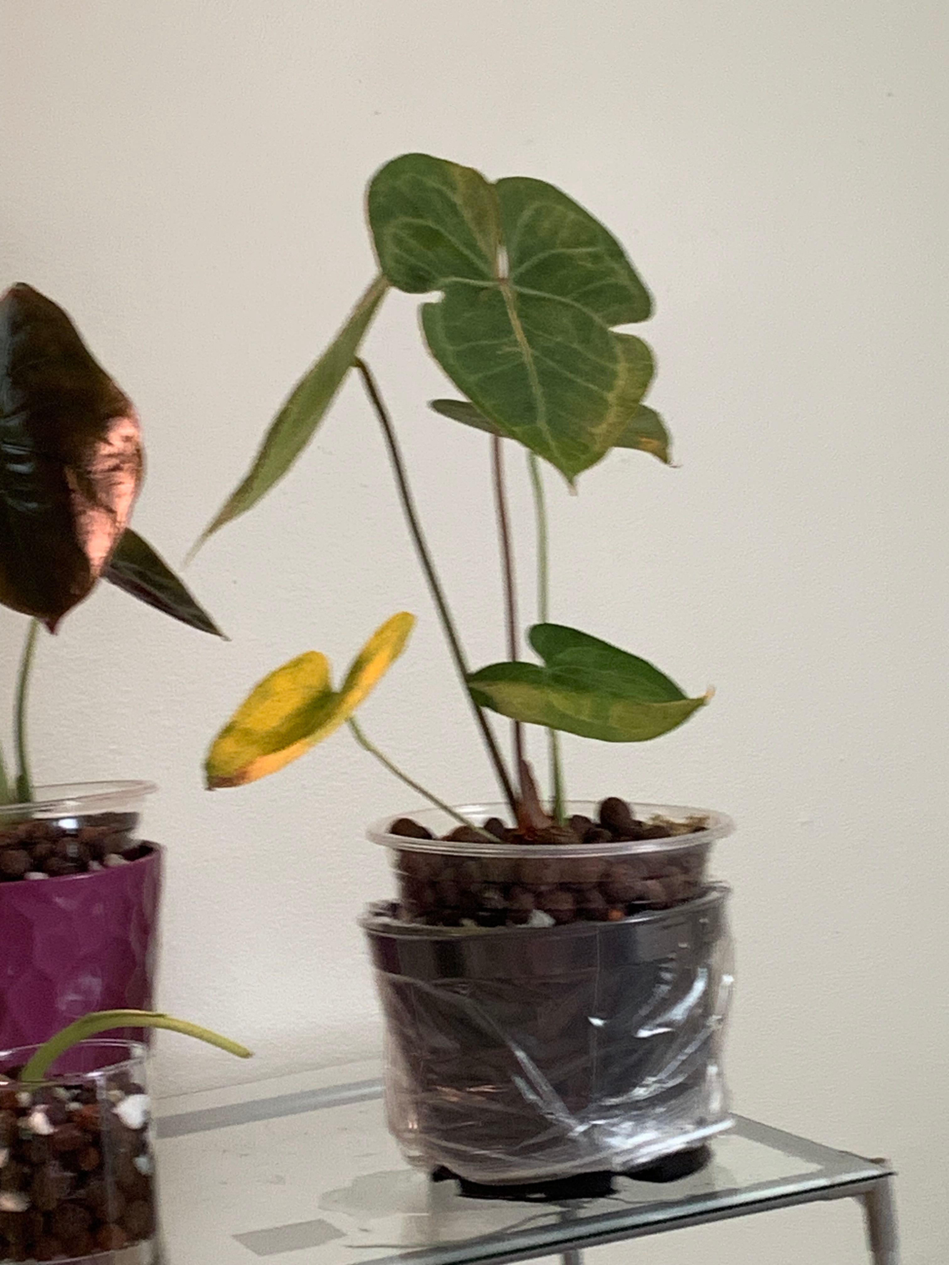 The Complete Selby's Silver Anthurium Plant Care Guide: Water, Light ...