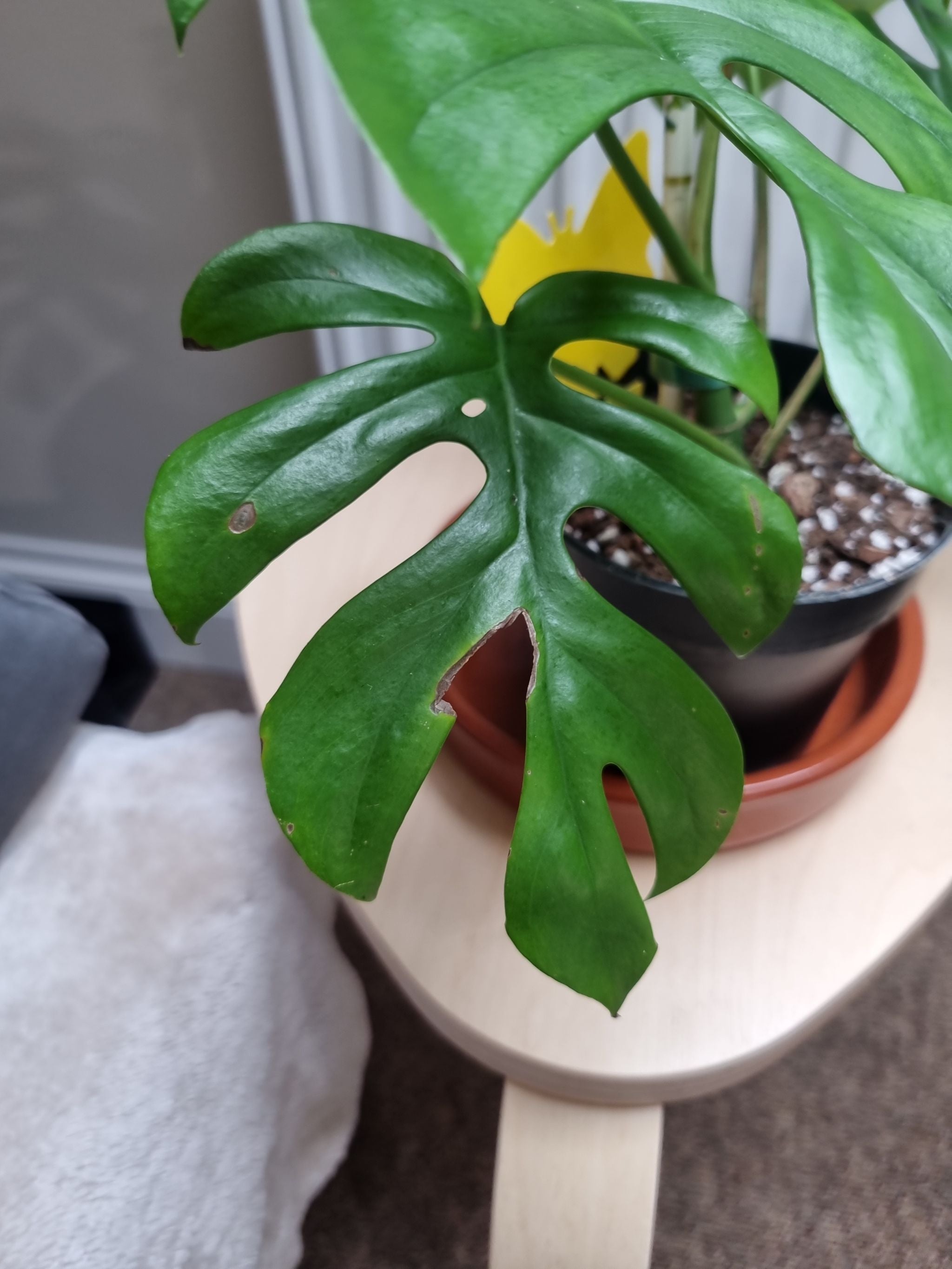 Mini Monstera Plant Care: Water, Light, Nutrients | Greg App 🌱