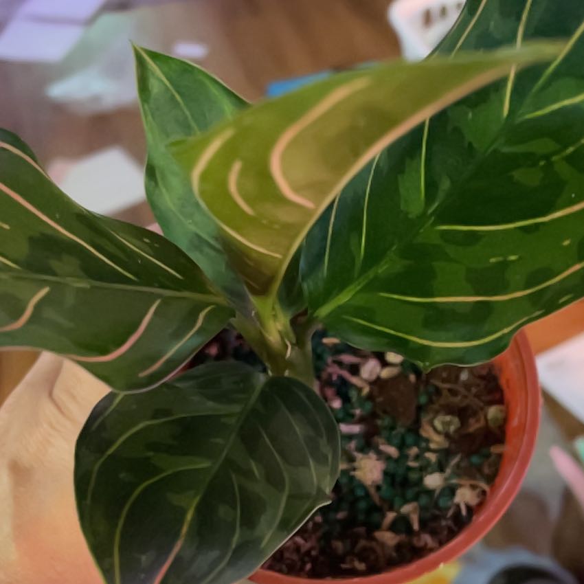 Aglaonema ‘Red Army’ Plant Care: Water, Light, Nutrients | Greg App 🌱