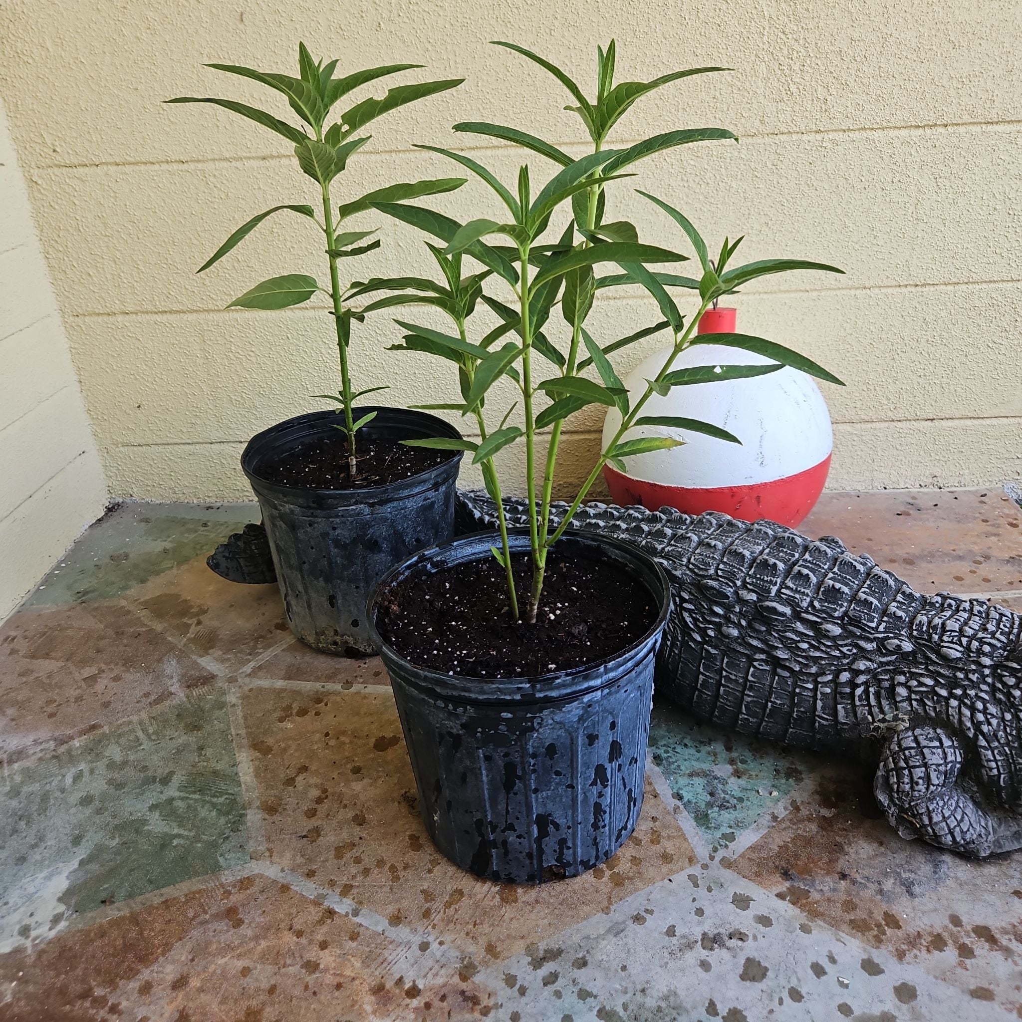 Choosing Fertilizer For My Swamp Milkweed