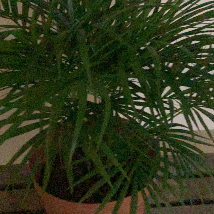 Java Palm Plant Care: Water, Light, Nutrients | Greg App 🌱