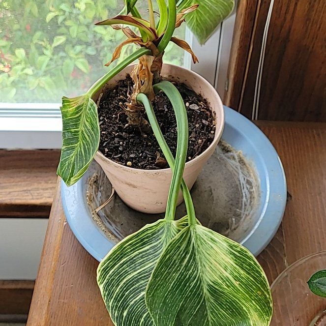 Gregarious | A plant by @LargeSugarsumac on Greg