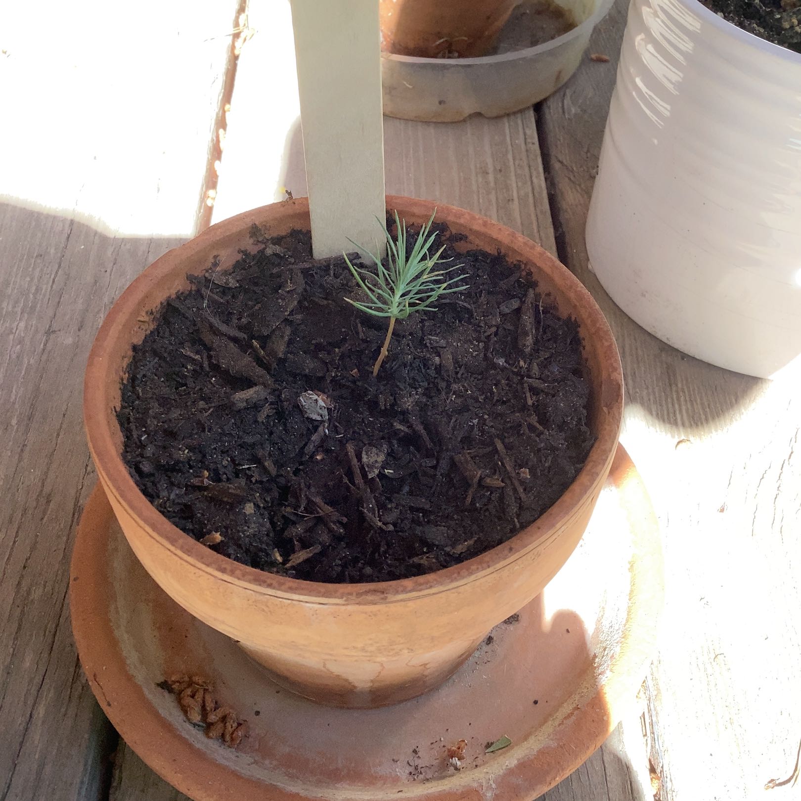 Red Pine Plant Care: Water, Light, Nutrients | Greg App 🌱