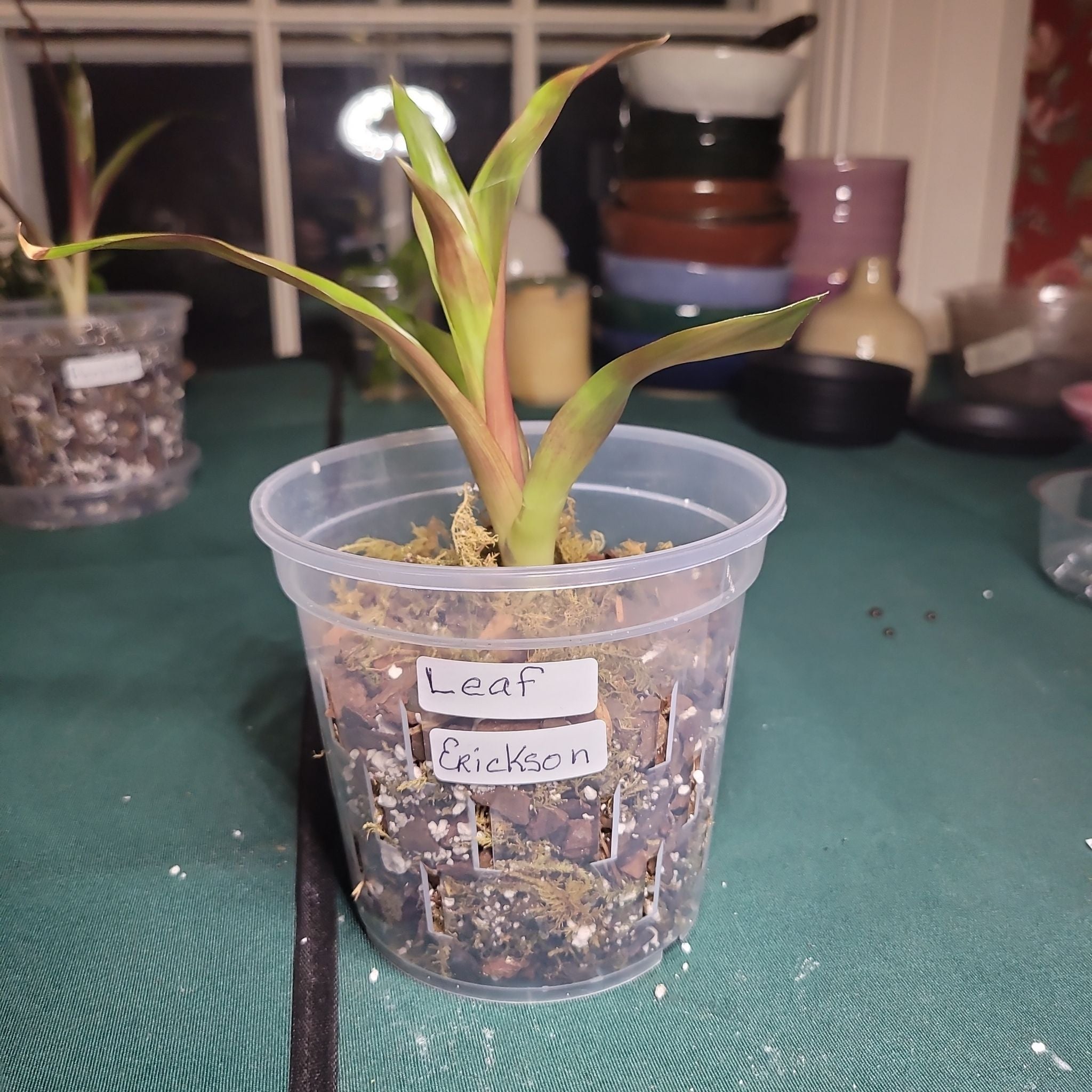 Leaf Erickson | A plant by @DeanWaxplant on Greg