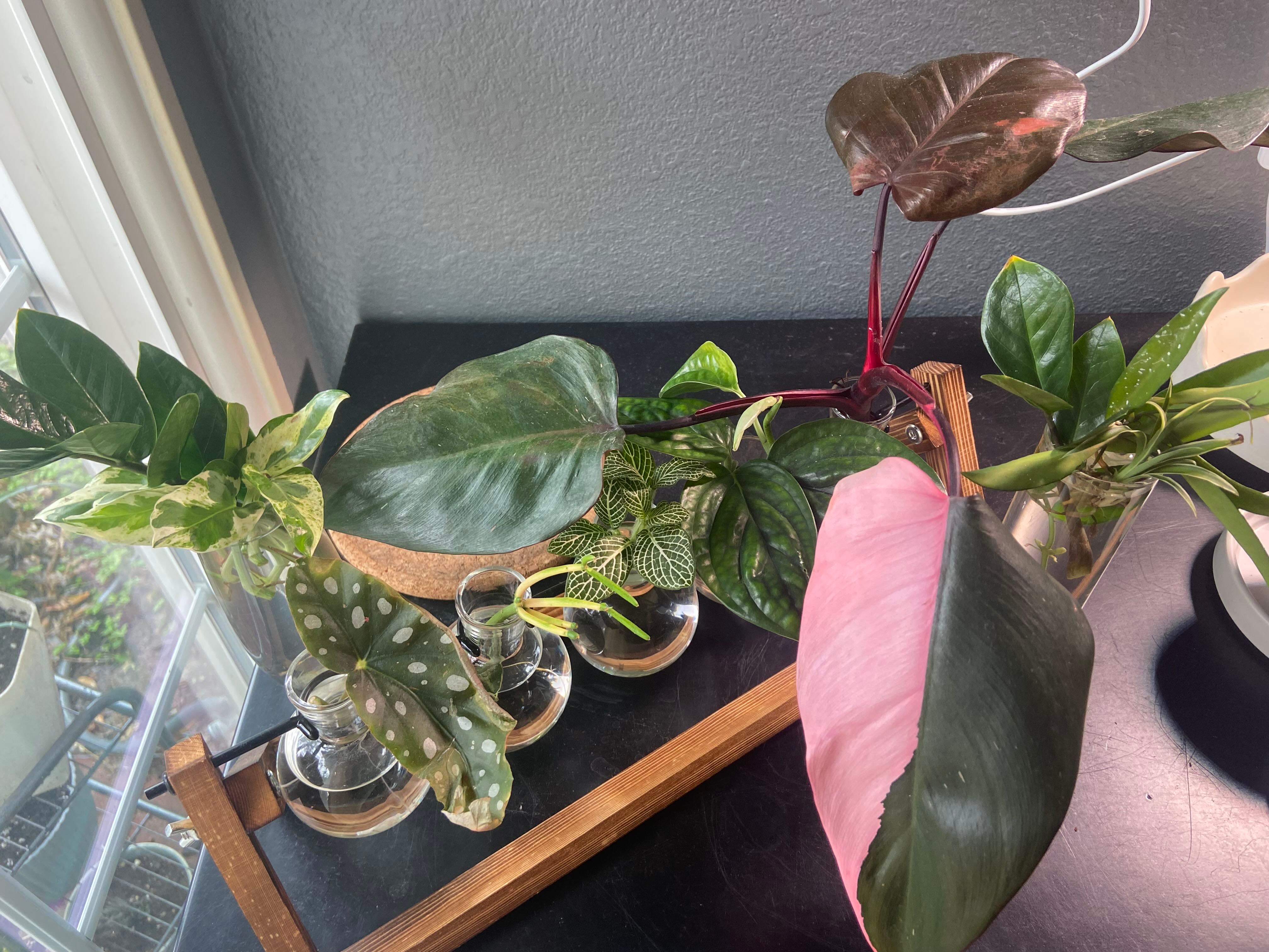 4 Facts About Hoya 'Black Leaves' Pollination