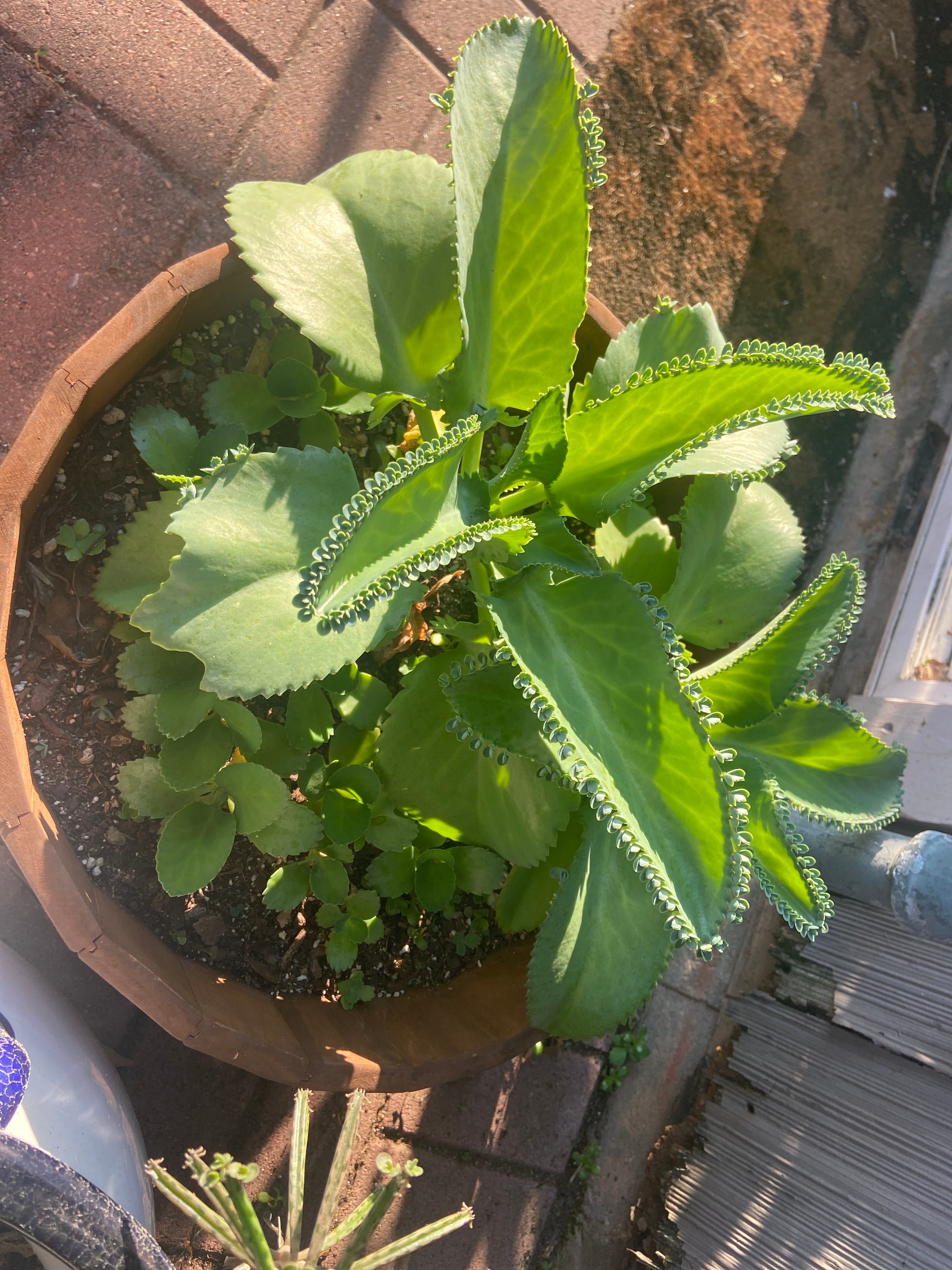 To prune or not to prune?