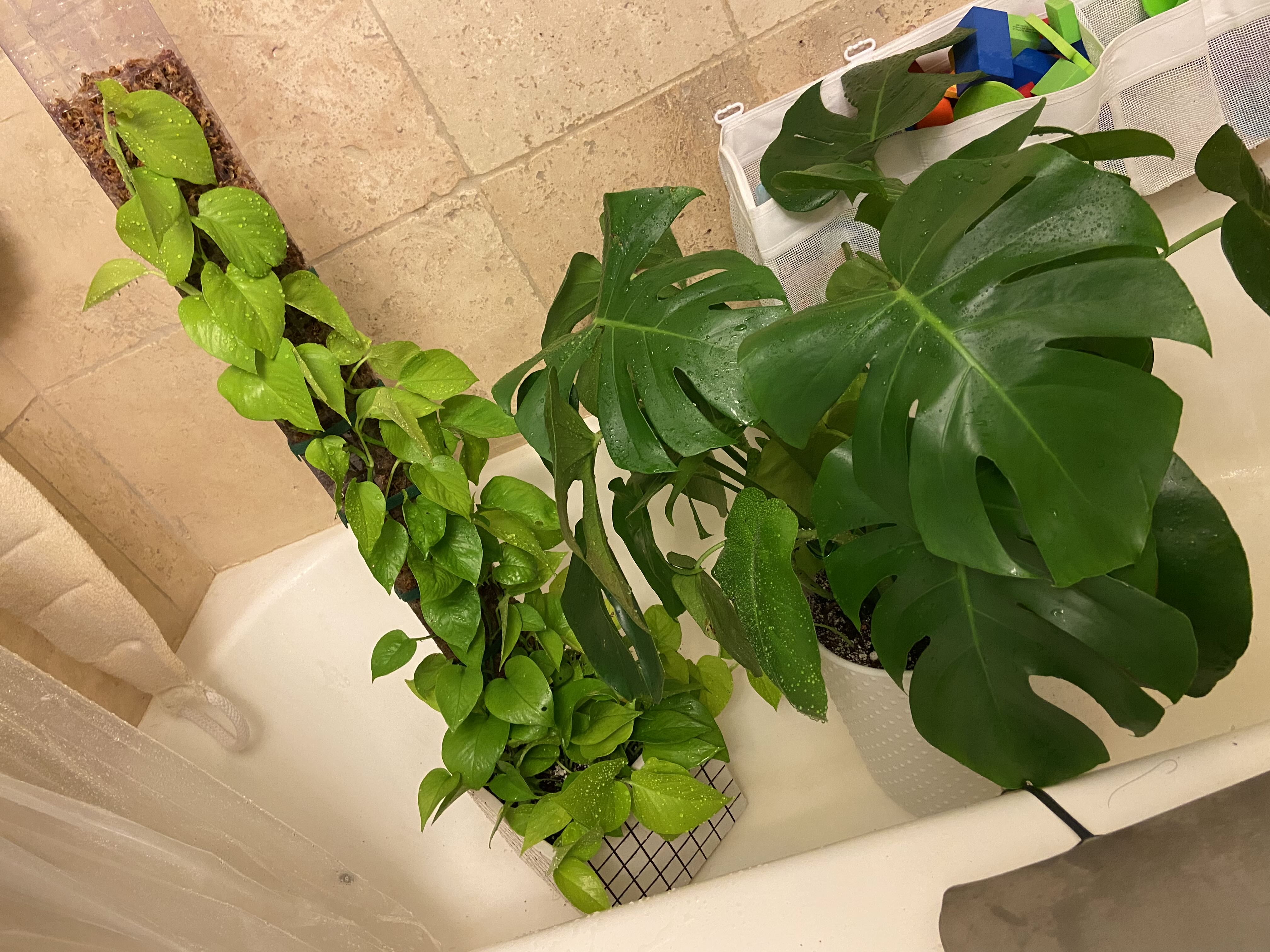 How do y’all water your big plants?