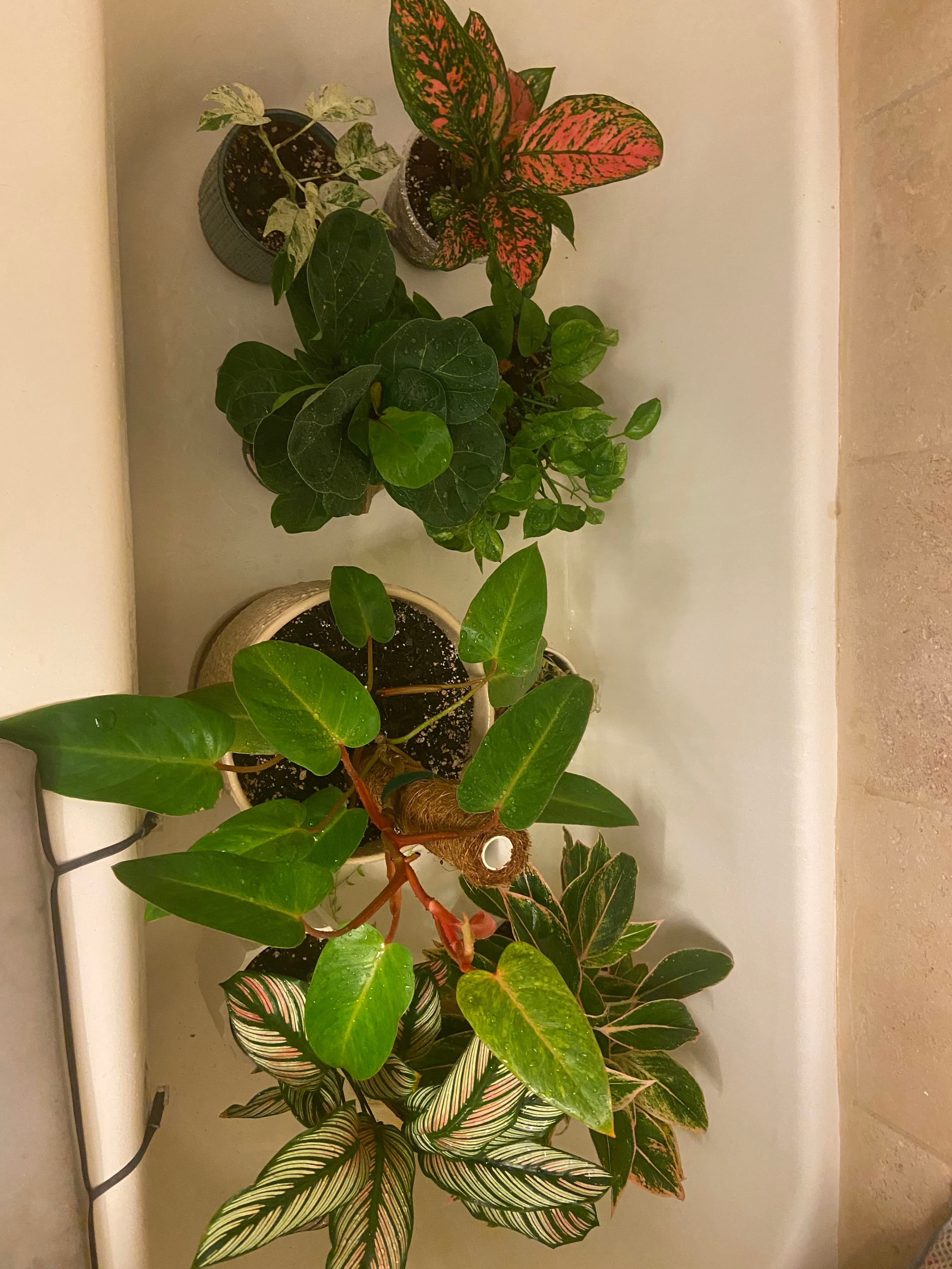 The Complete Rudolph Philodendron Plant Care Guide: Water, Light & Beyond