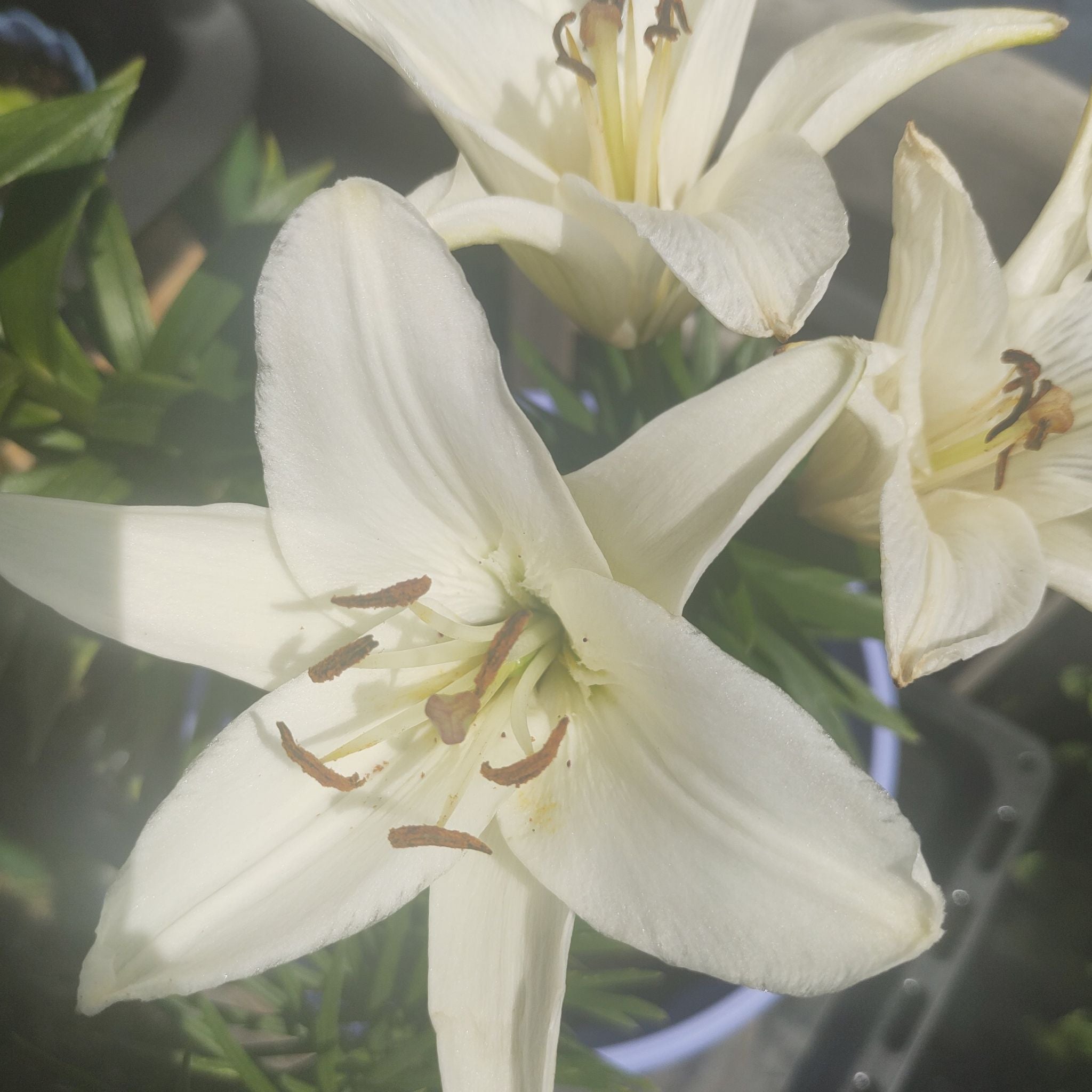 Best Soil for Madonna Lily