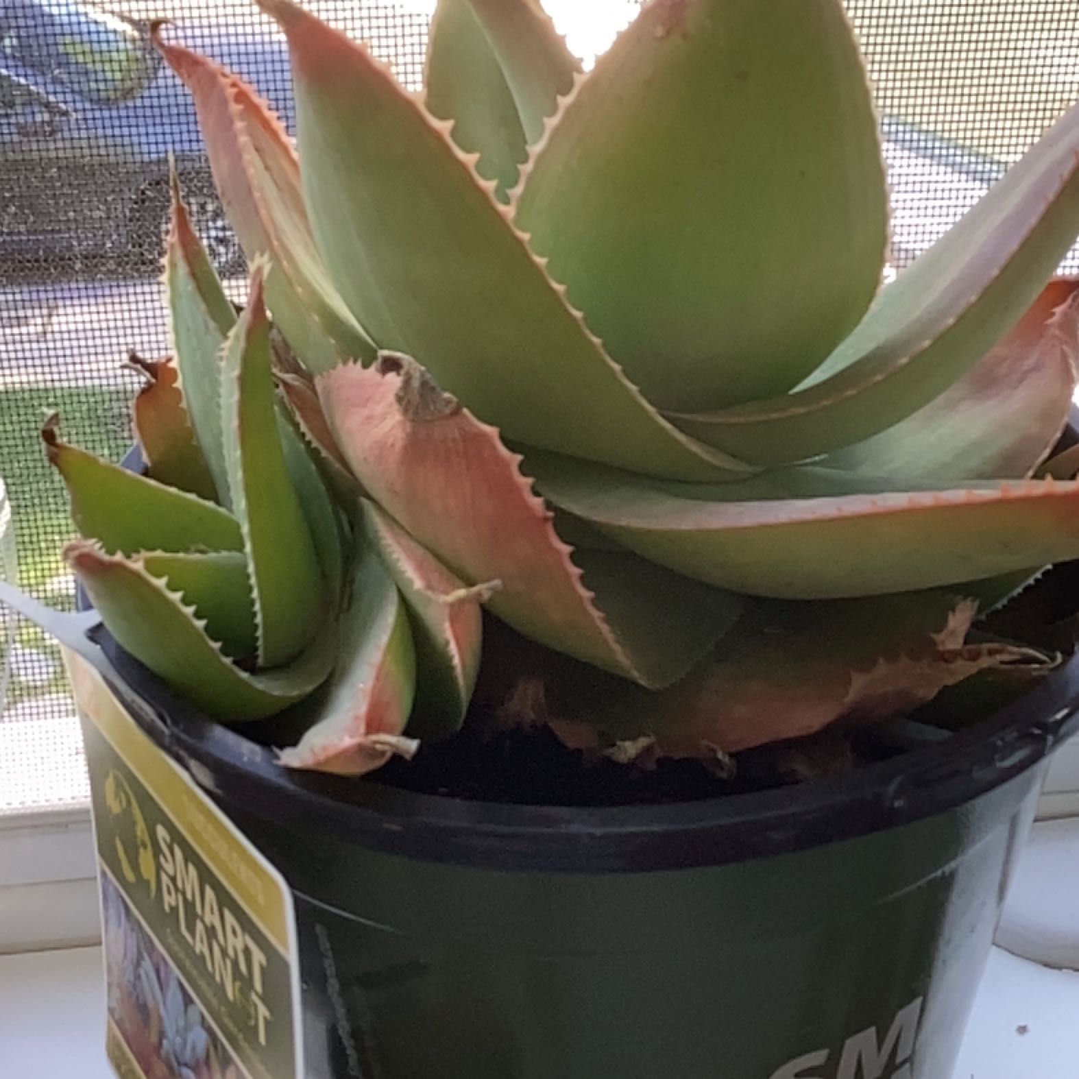 Aloe striata 'Ghost' Plant Care: Water, Light, Nutrients | Greg App 🌱