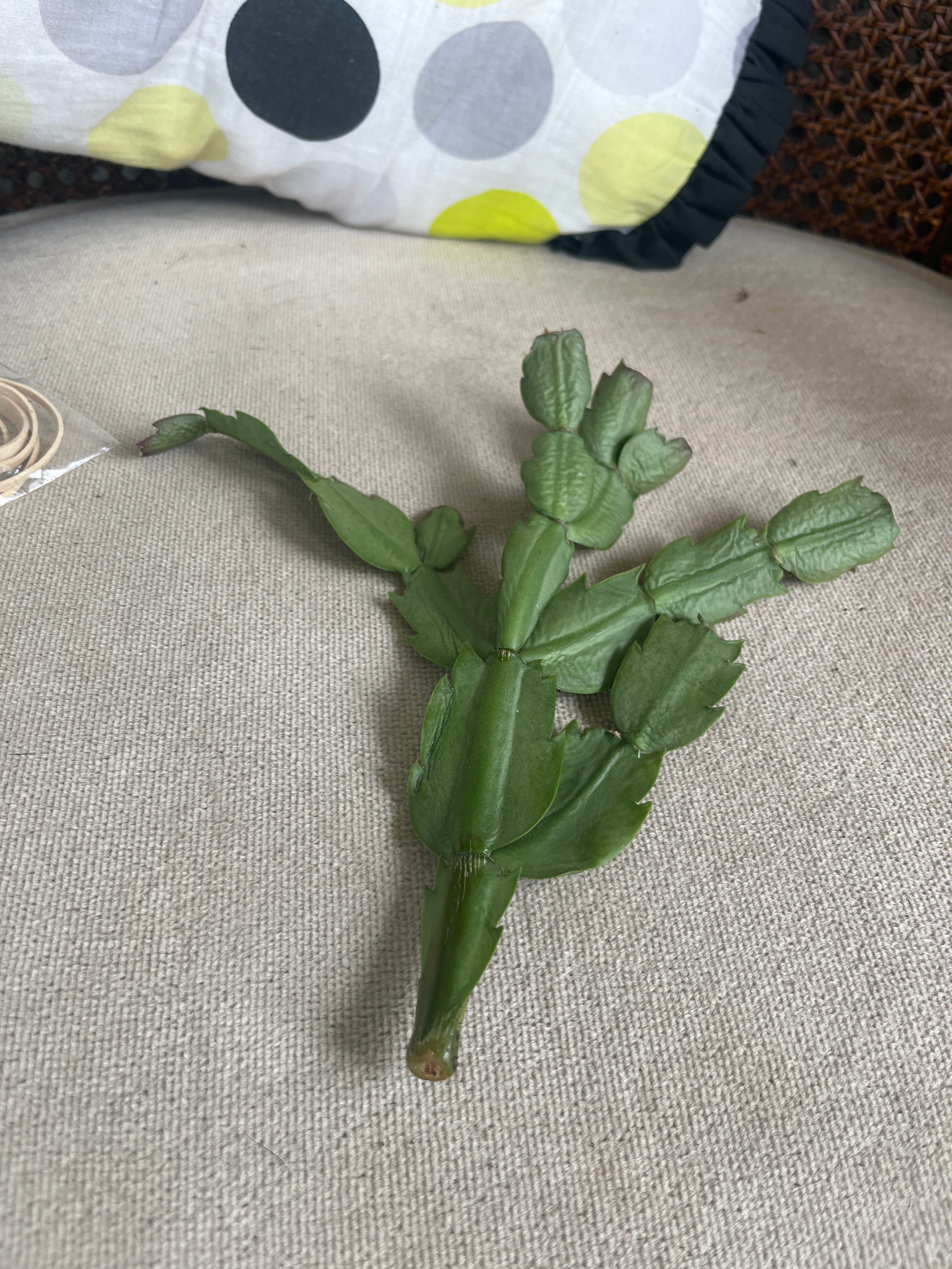Keep Your False Christmas Cactus Alive: Light, Water & Care Instructions