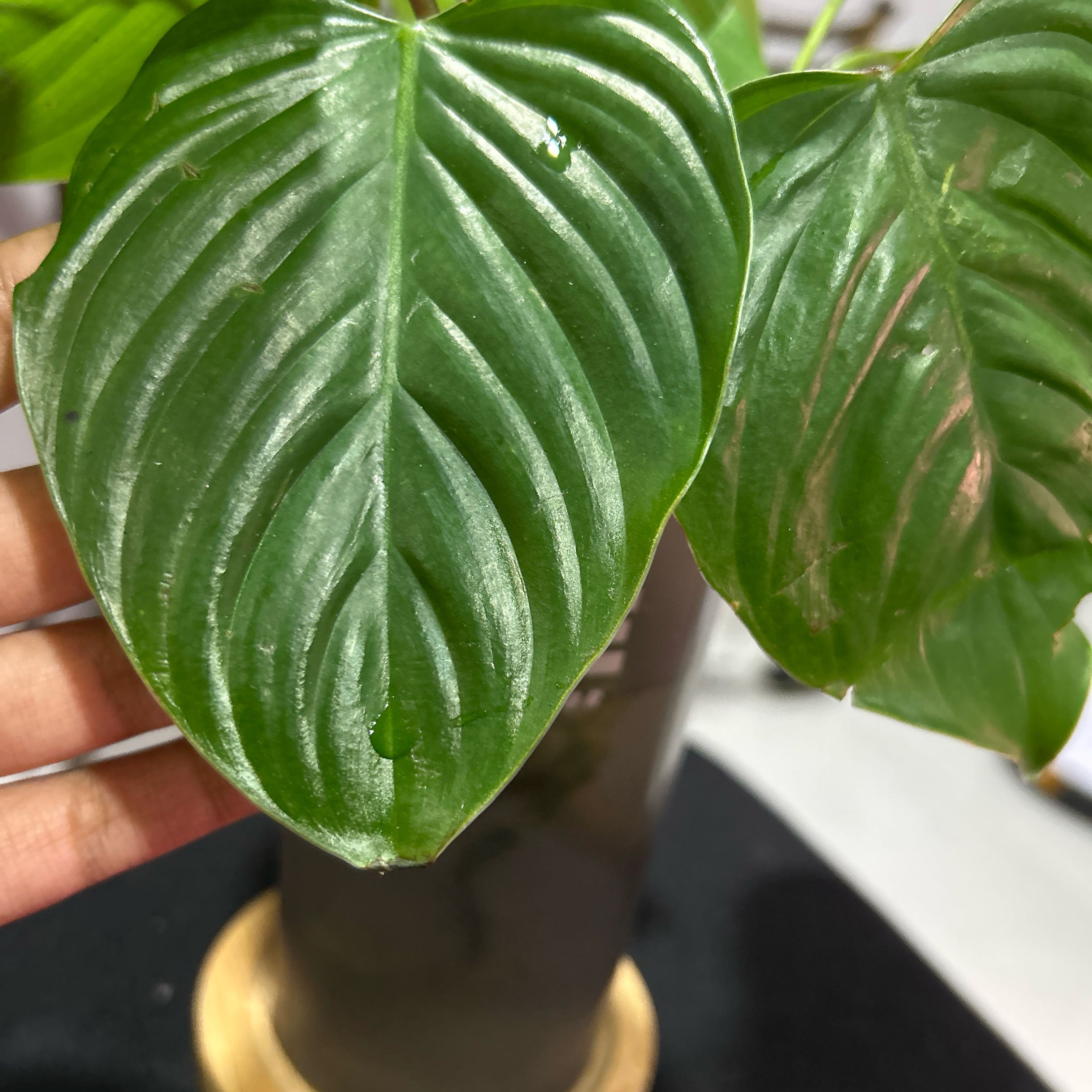 Philodendron ornatum Plant Care: Water, Light, Nutrients | Greg App 🌱