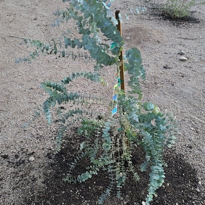 Kruses's Bookleaf Mallee Plant Care: Water, Light, Nutrients | Greg App 🌱