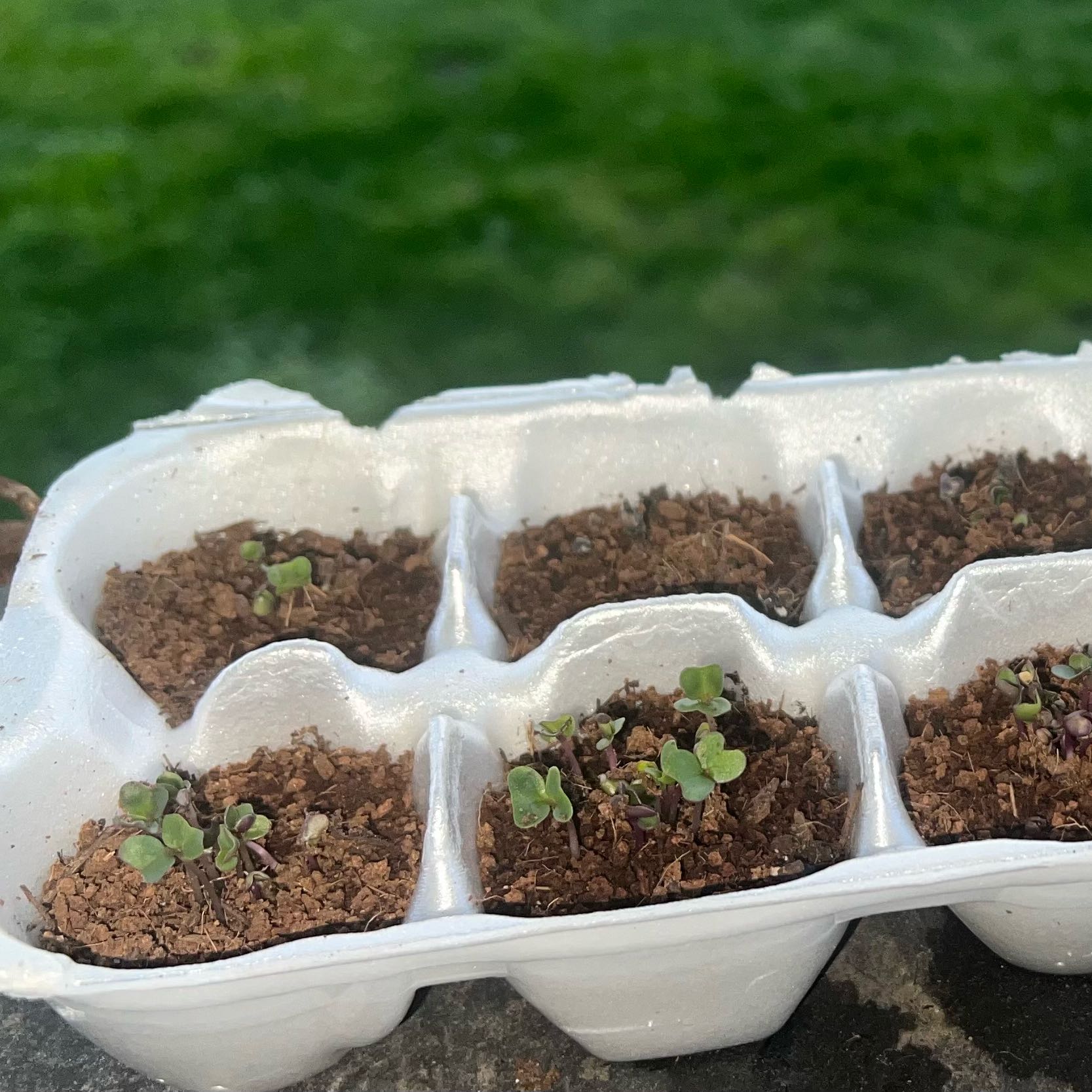 What Are The Bugs on My Brussels Sprouts? 🐛