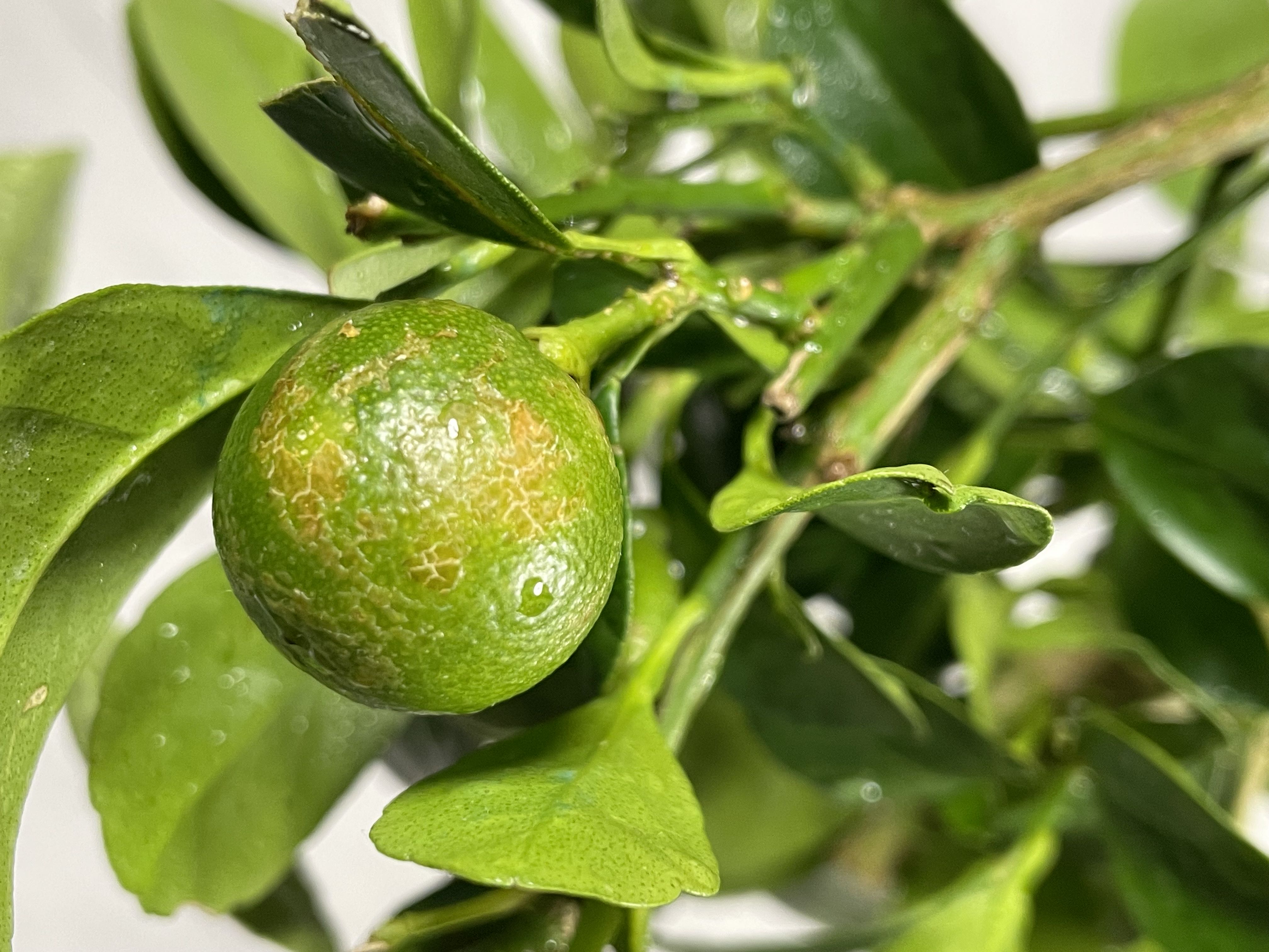 Calamondin Plant Care: Water, Light, Nutrients | Greg App 🌱