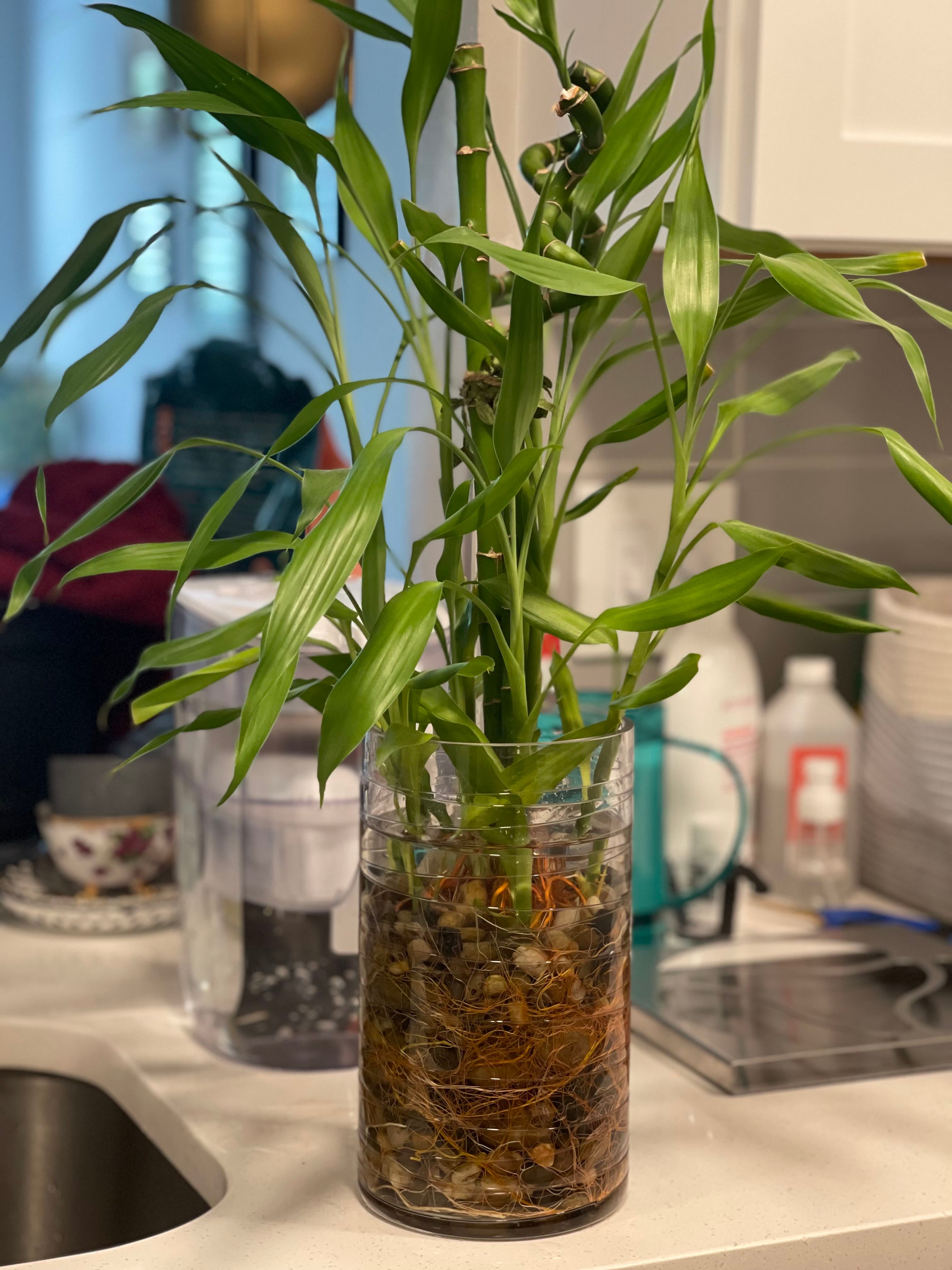 How to Care for Lucky Bamboo: Mastering Water, Sunlight & More