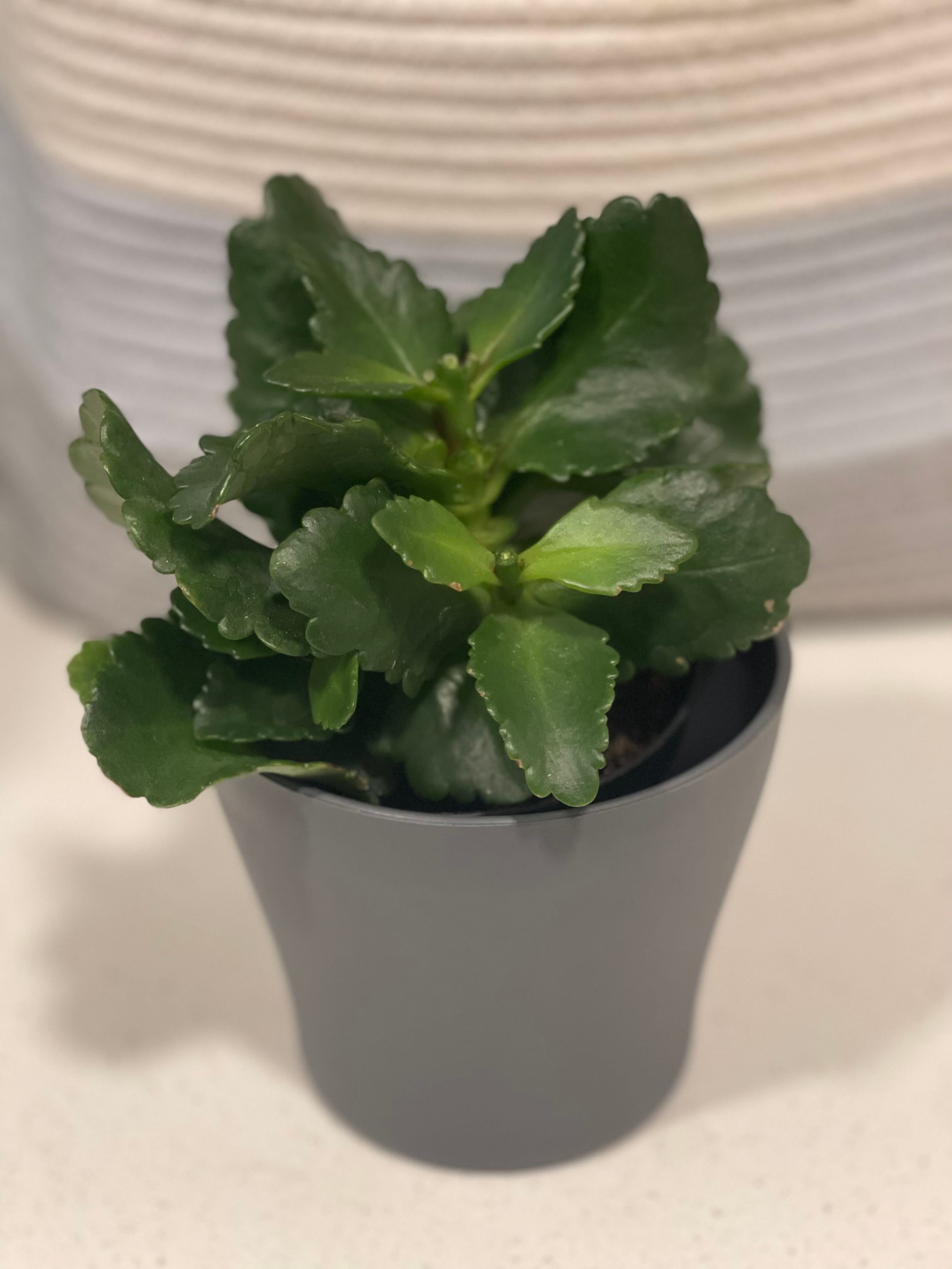 Kalanchoe blossfeldiana 'Queen Phoebe' Plant Care: Water, Light ...