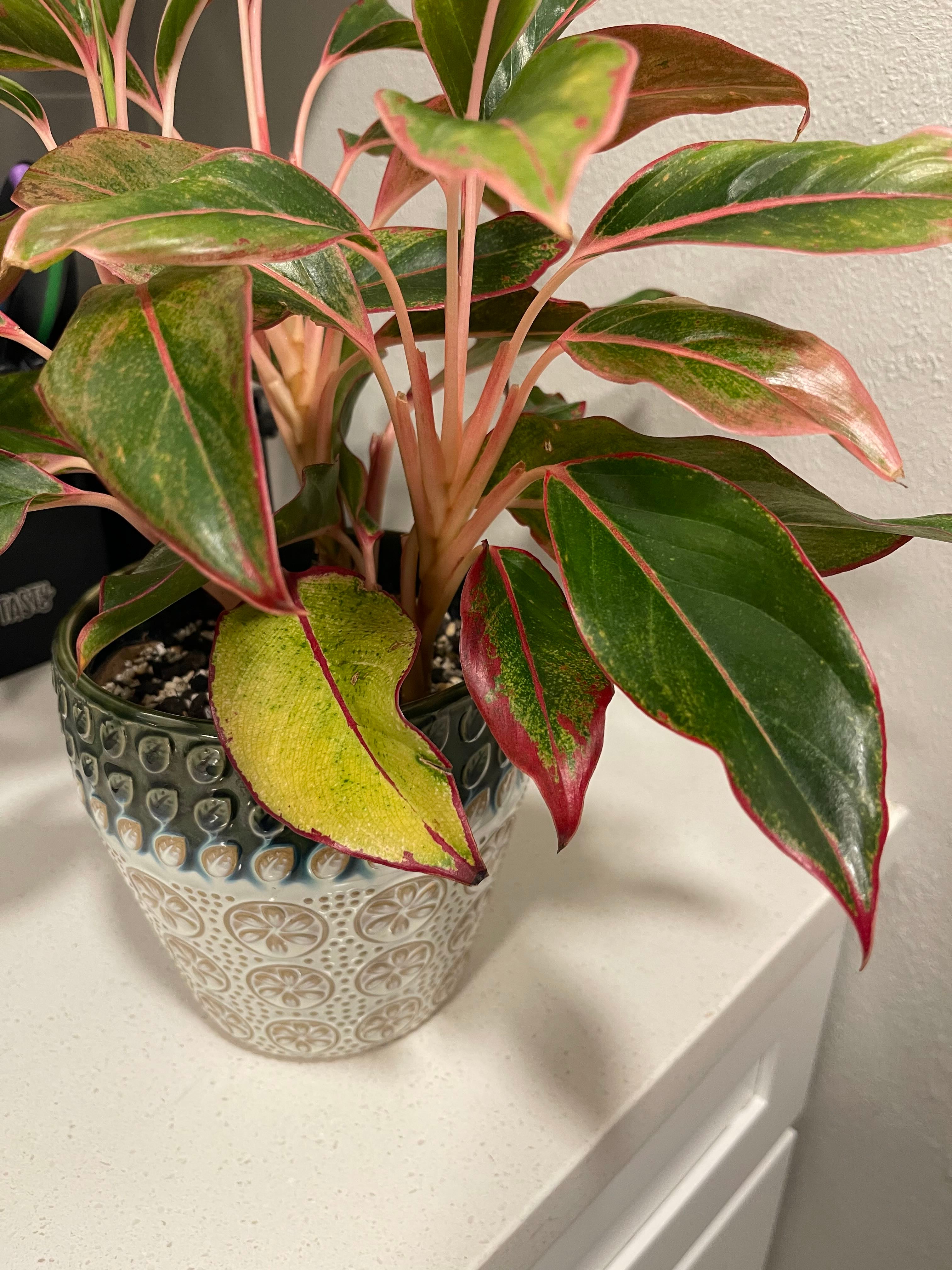 🌺 Introduction to Aglaonema 'Deborah'