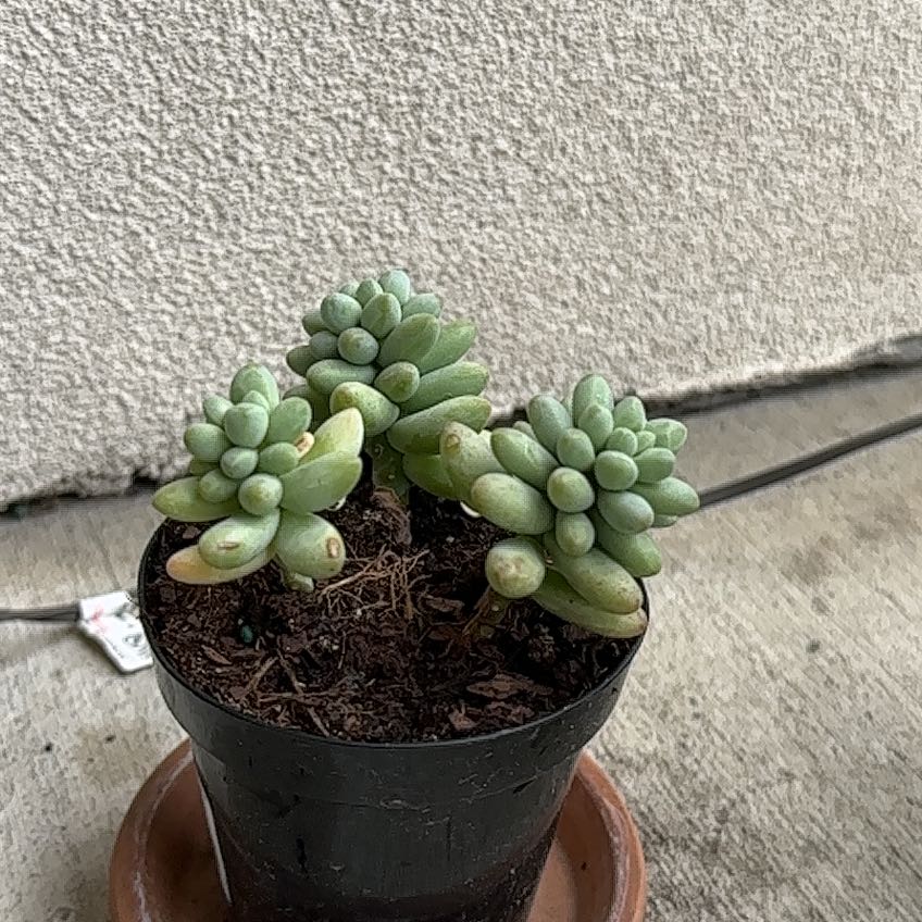 Marley | A plant by @TopdogGinseng on Greg