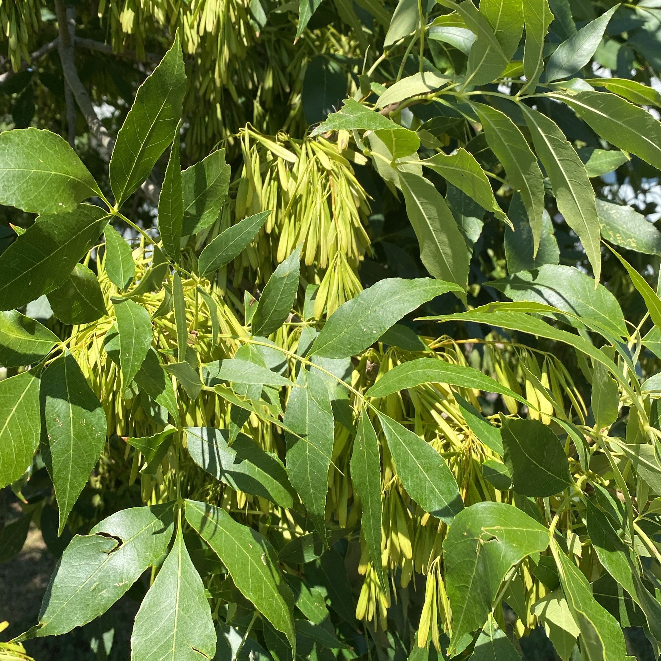 Velvet Ash Plant Care: Water, Light, Nutrients | Greg App 🌱