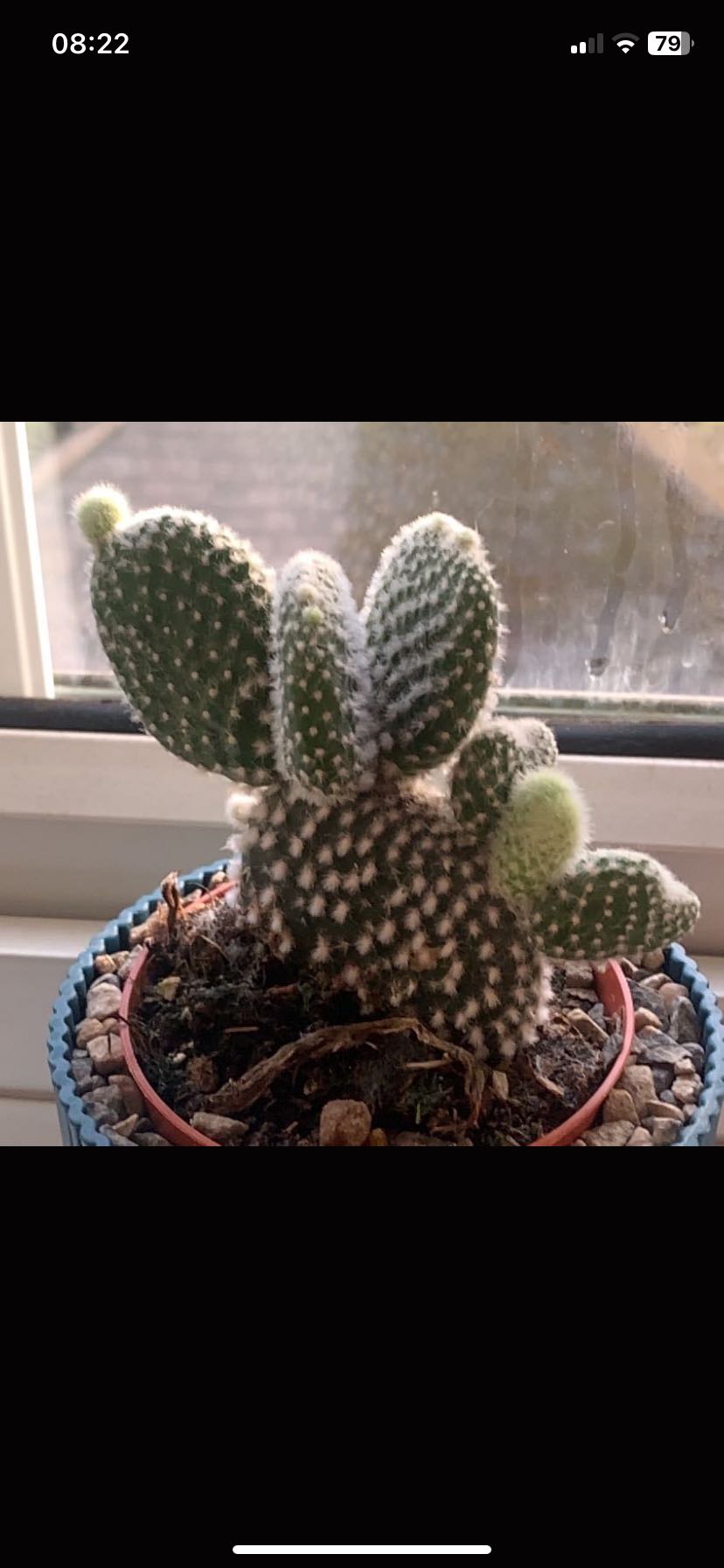 The Complete Opuntia 'Goblin' Plant Care Guide: Water, Light & Beyond