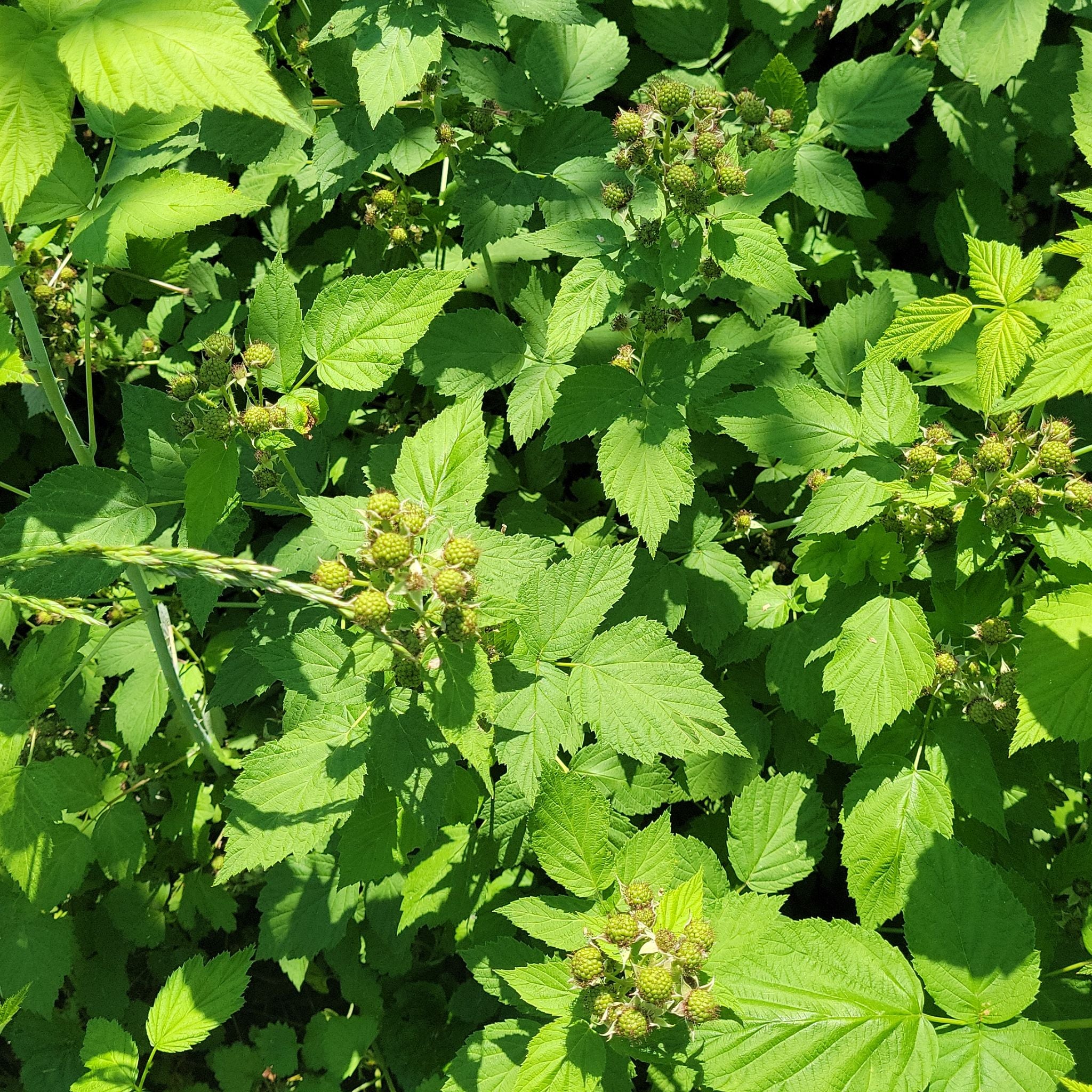 Why Are My Black Raspberry Leaves Droopy? 💧