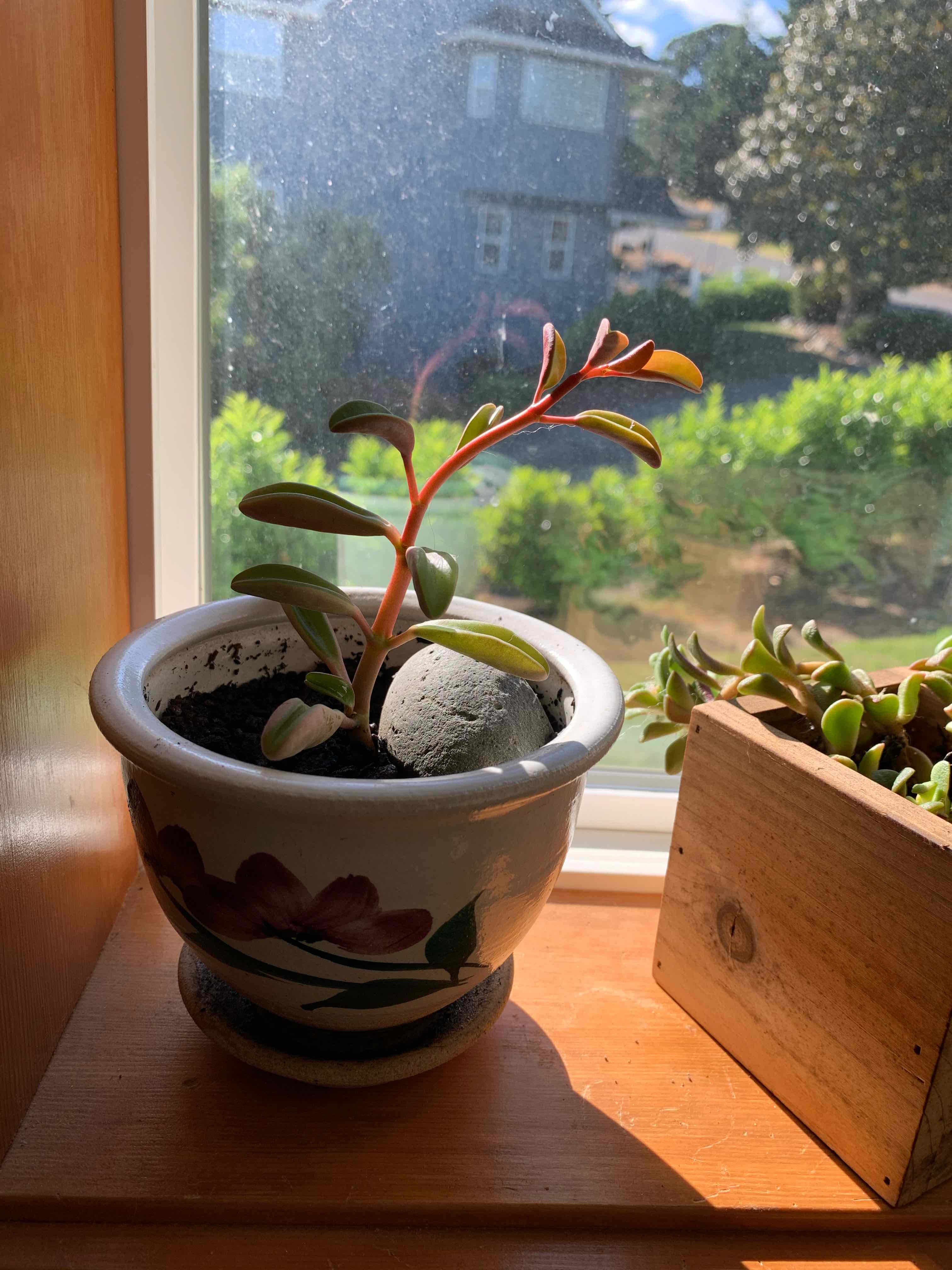 How to Propagate Your Peperomia graveolens 'Ruby Glow'