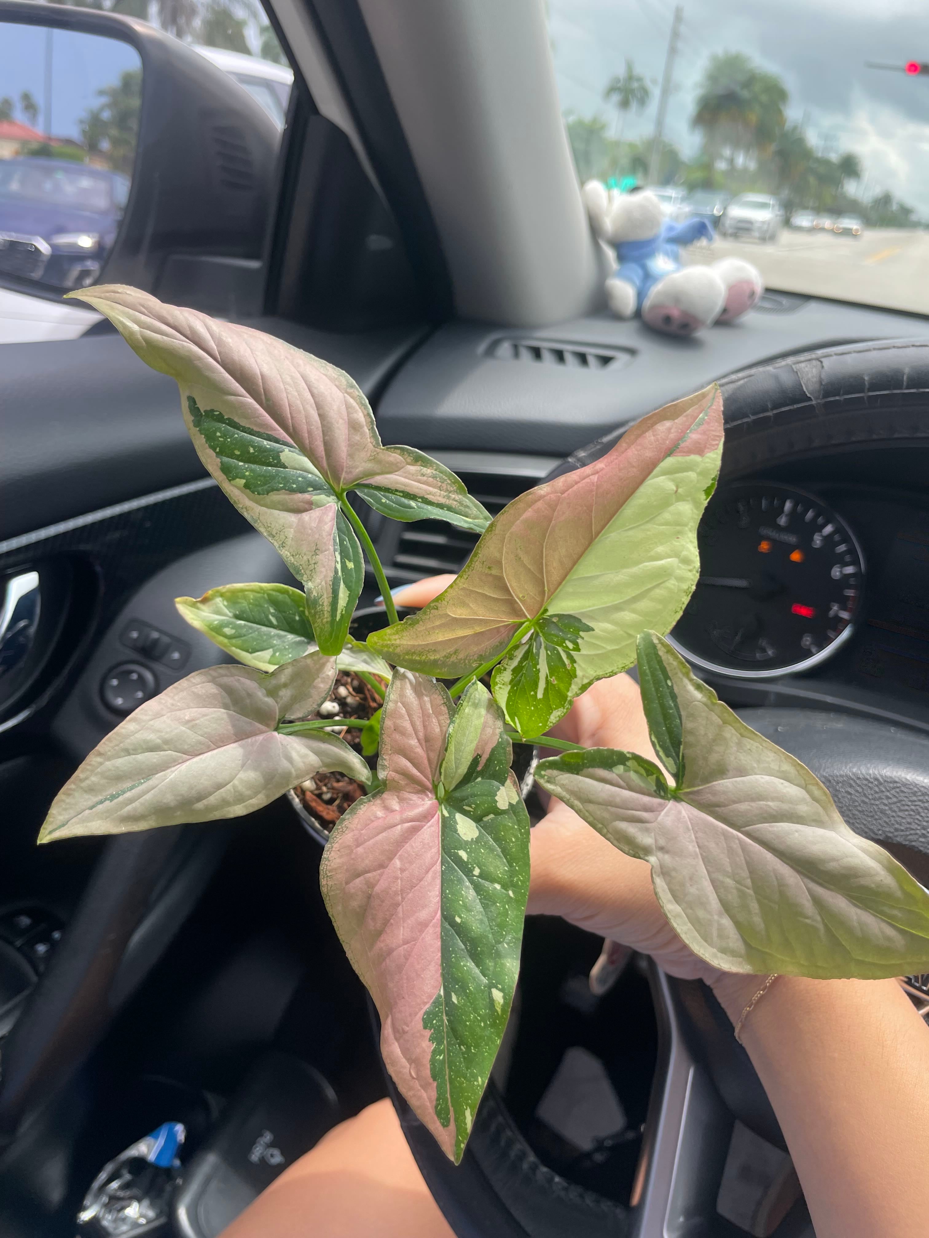 Black Spots on My Syngonium 'Maria' Leaves