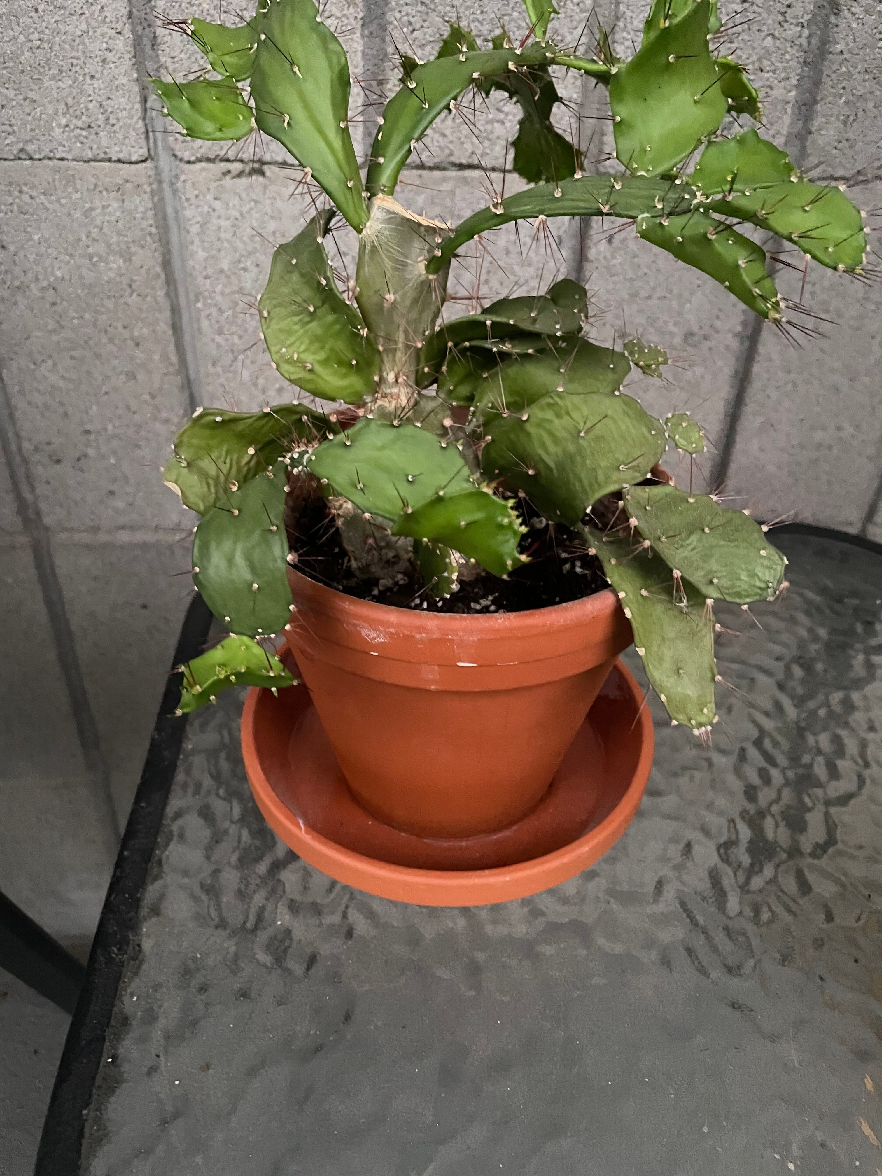 🌵 Brazilian Prickly Pear Explained: Key Information