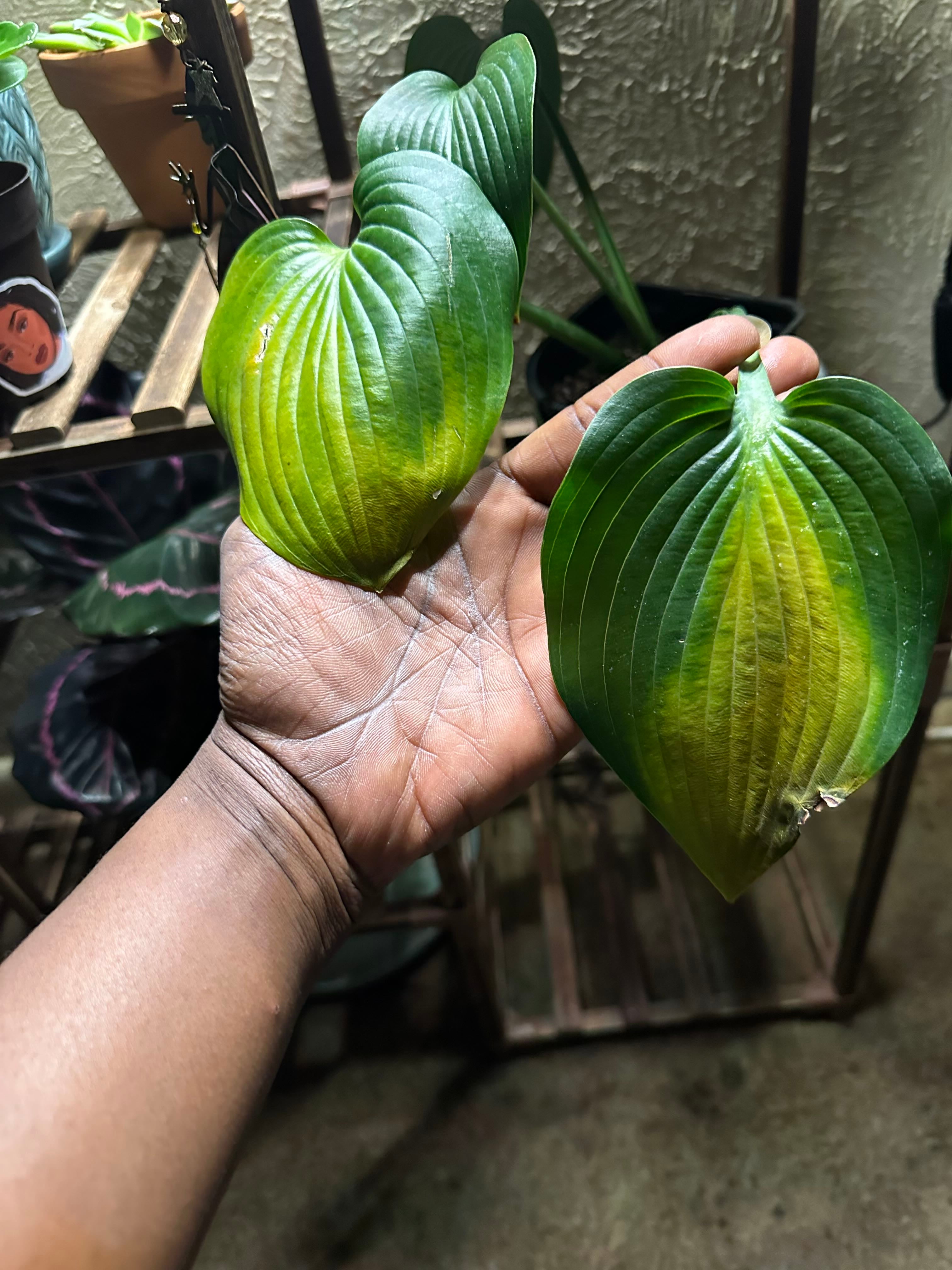 Everything You Need to Know About Hosta 'Emerald Edger' 🍃